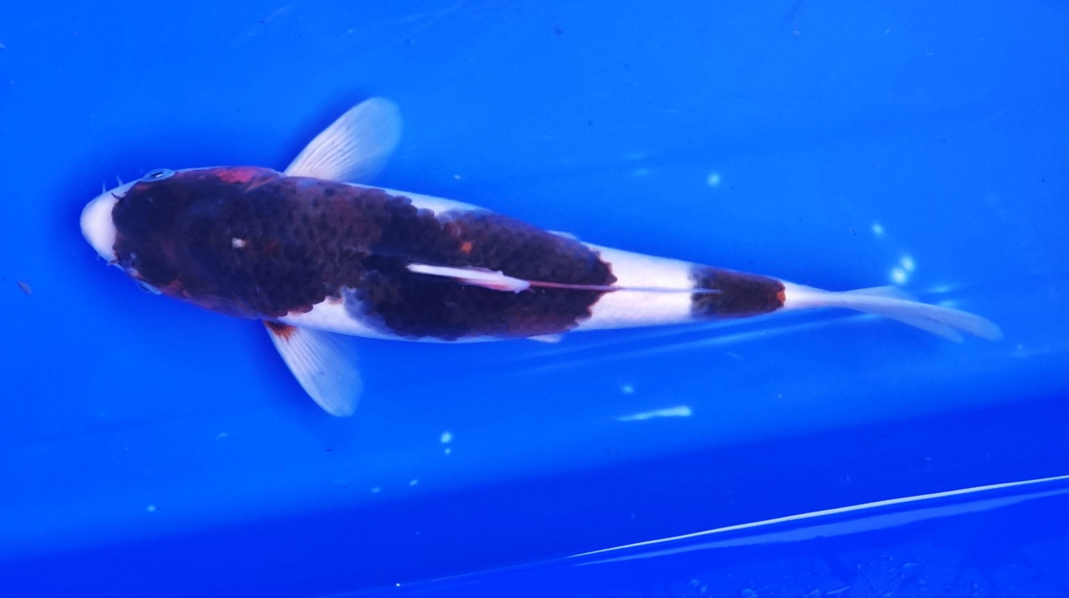 Shop - EcoSystem Koi Online