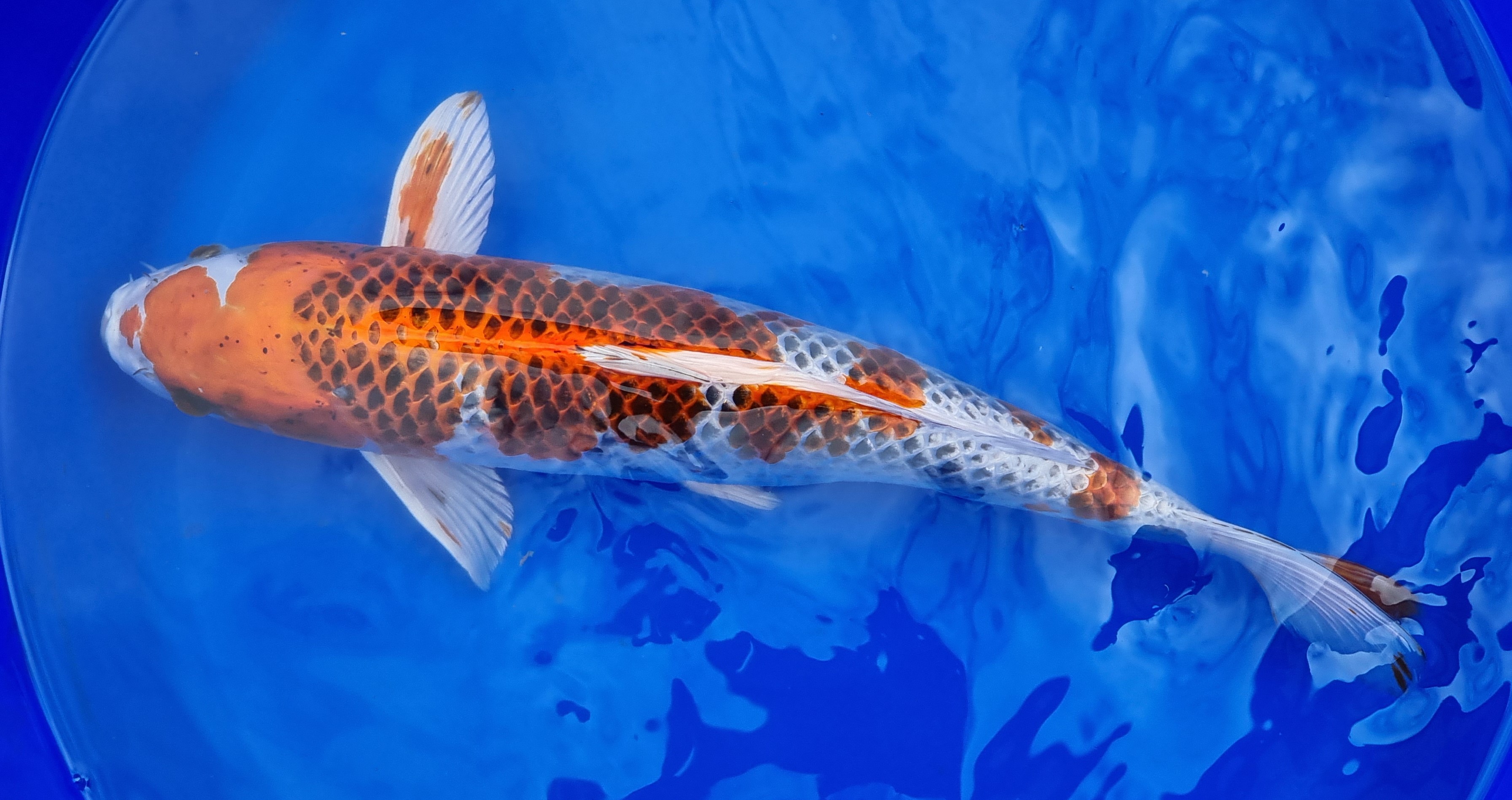 18 Kujaku Tank – EcoSystem Koi Online