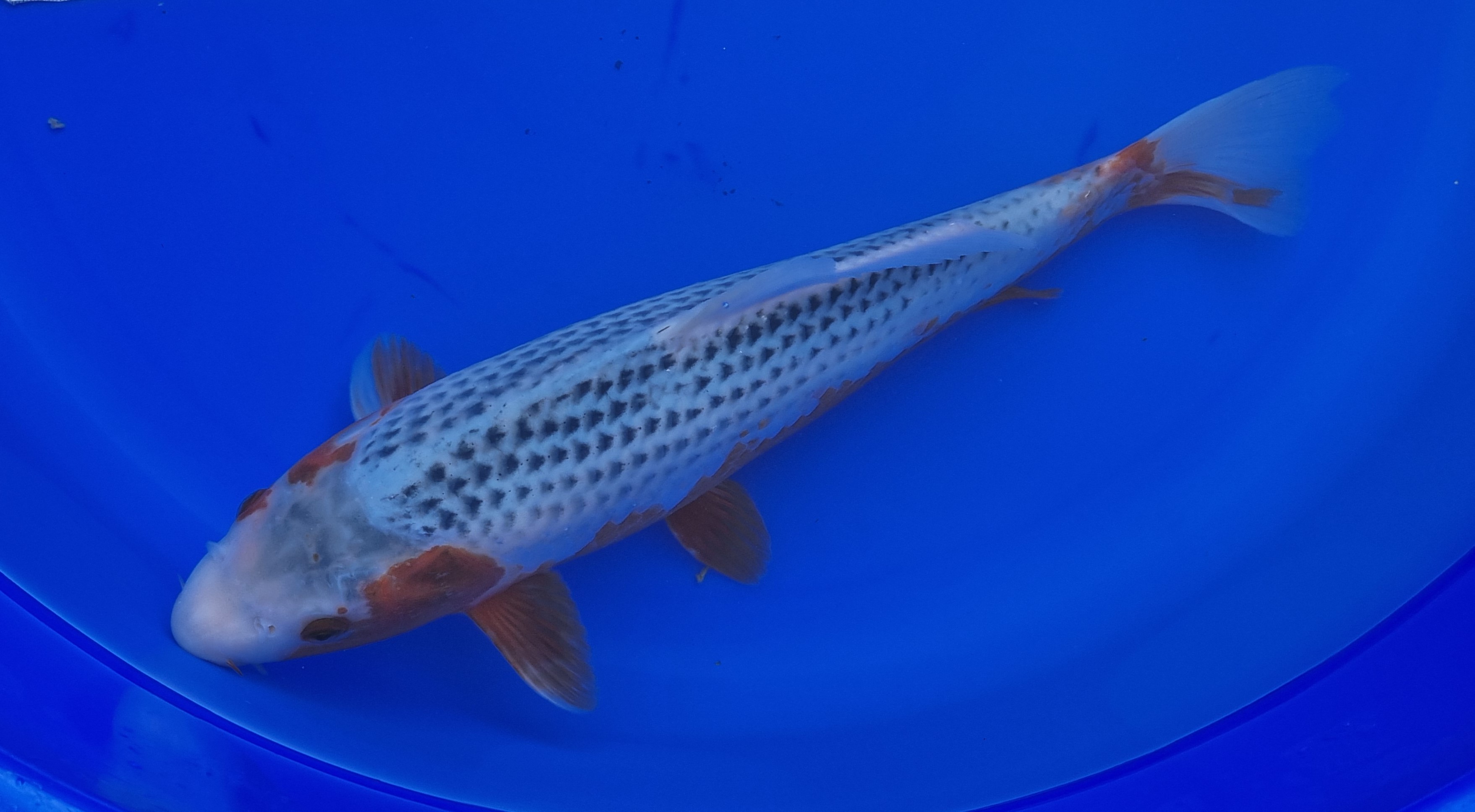 Shop - EcoSystem Koi Online