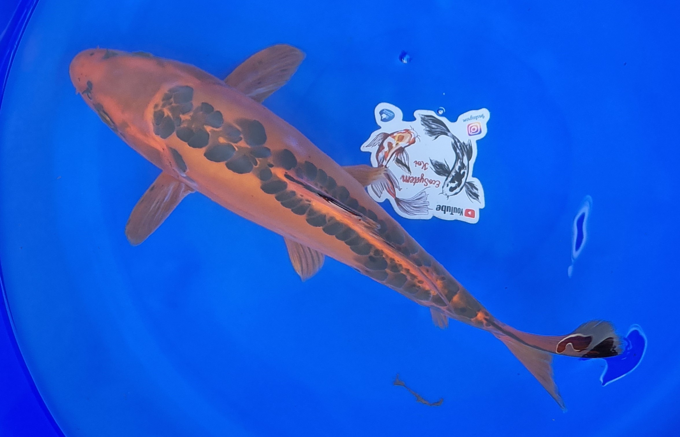 Doitsu Aka Matsuba 12 Inch - EcoSystem Koi