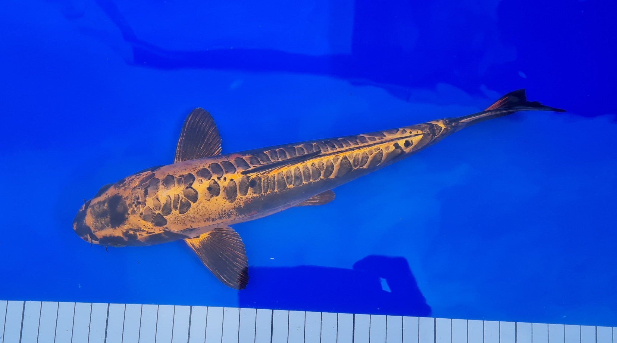 Shop - EcoSystem Koi Online