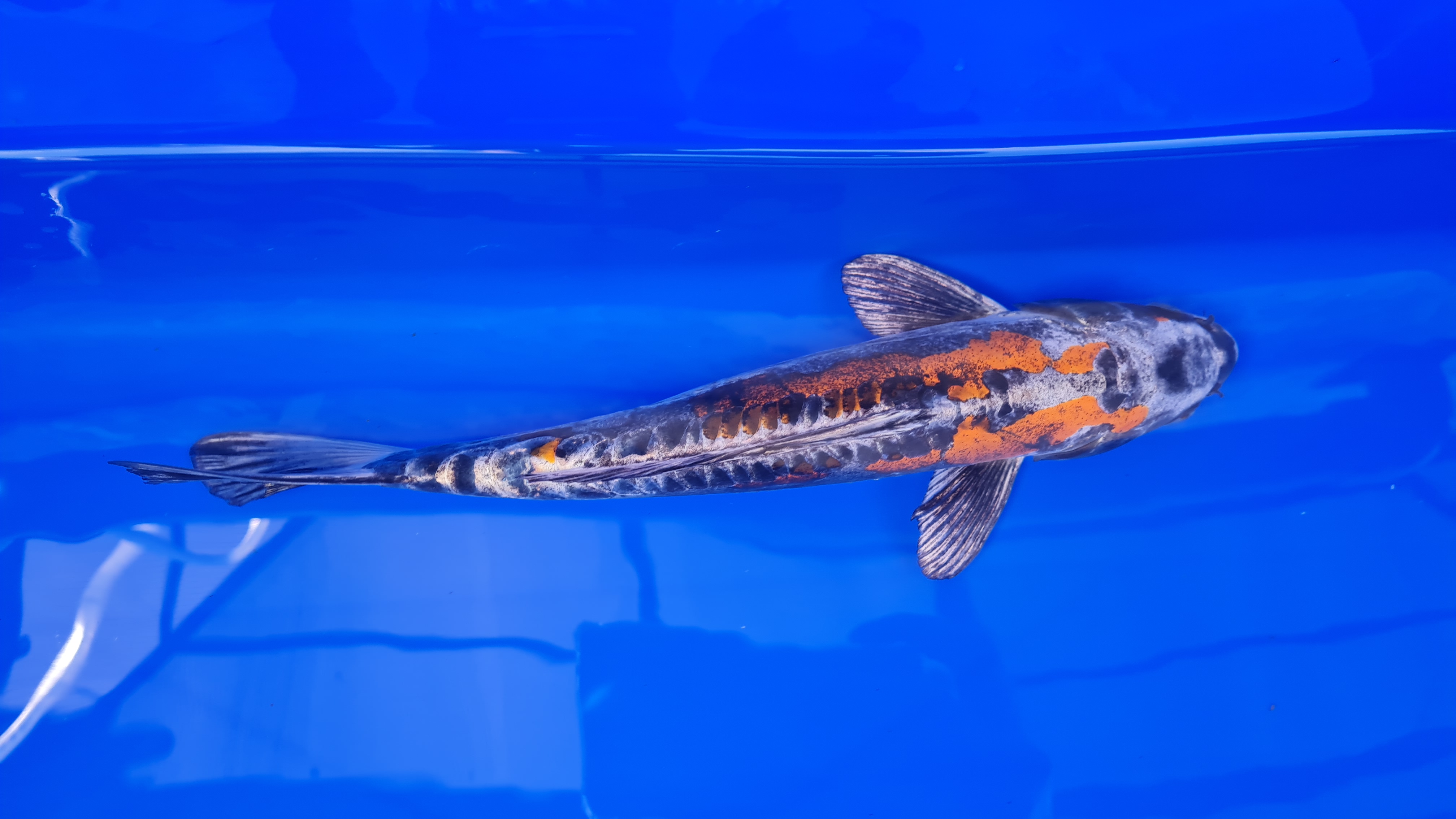 All Koi - EcoSystem Koi Online