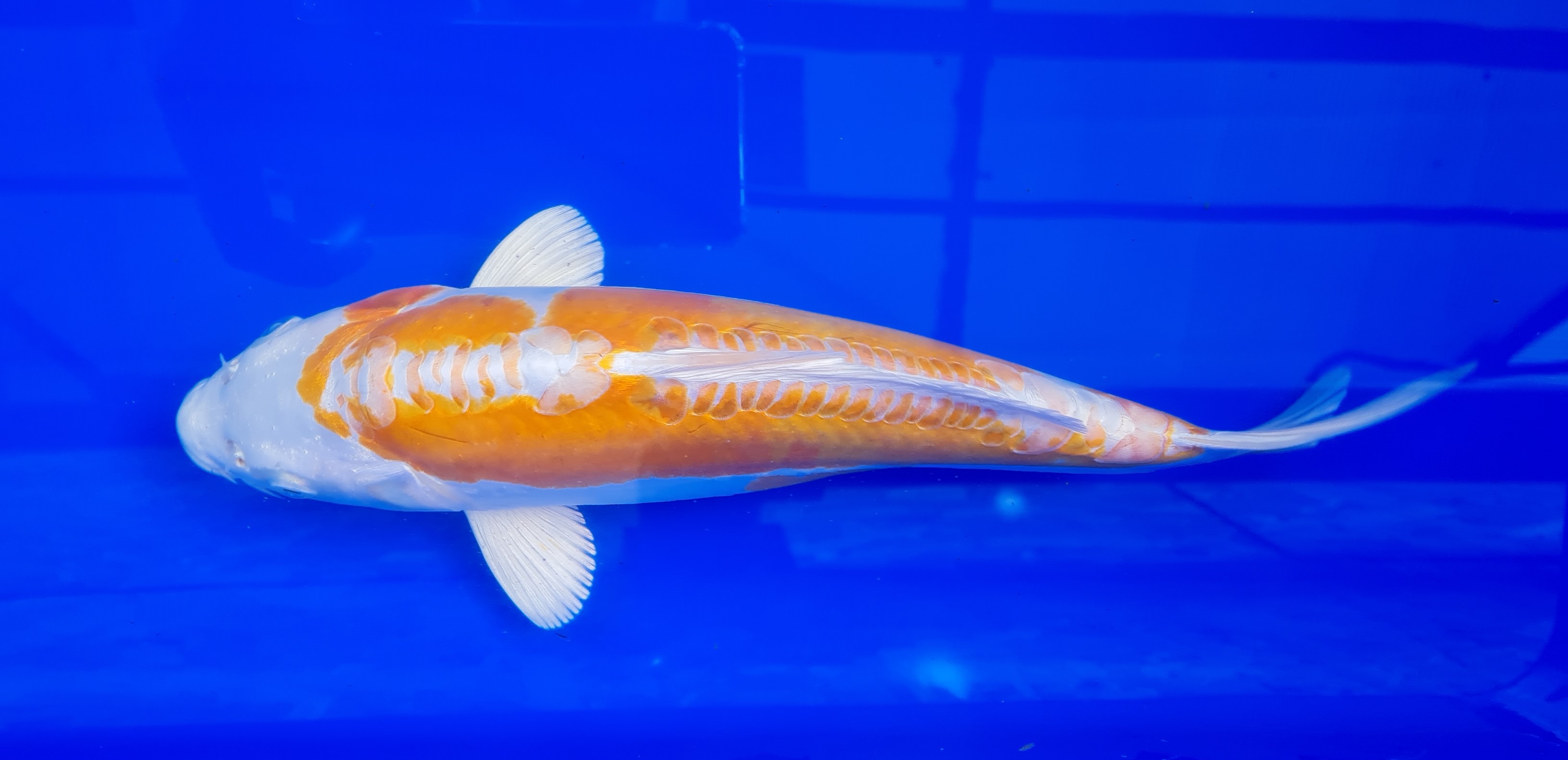 12 Doitsu Hariwake – EcoSystem Koi Online