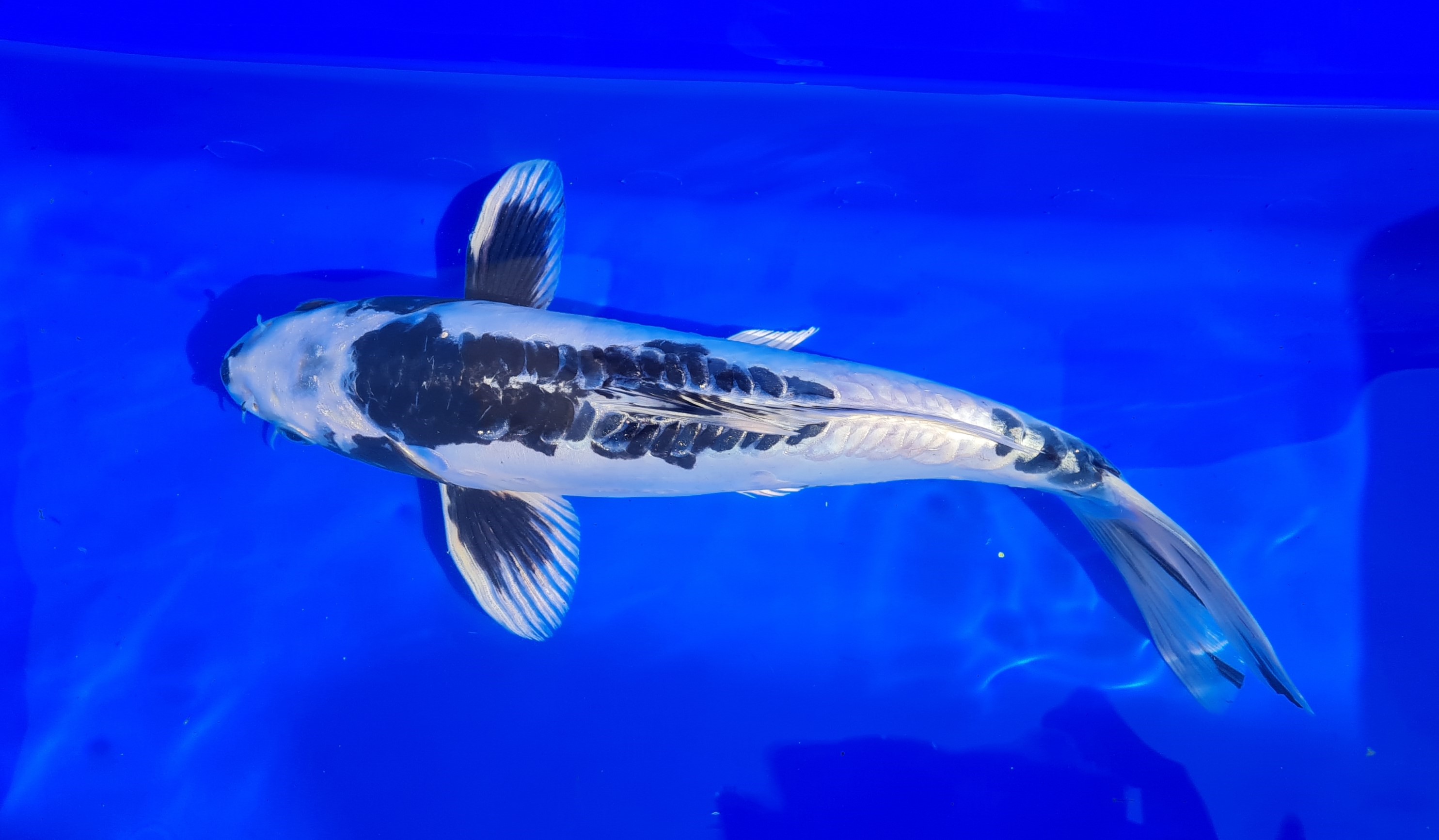 12 Doitsu Matsuba - EcoSystem Koi