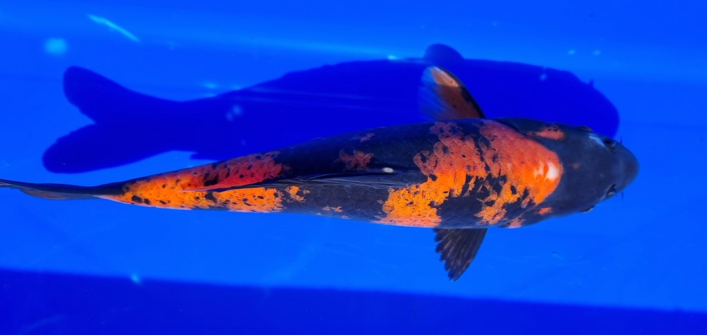 Shop - EcoSystem Koi Online