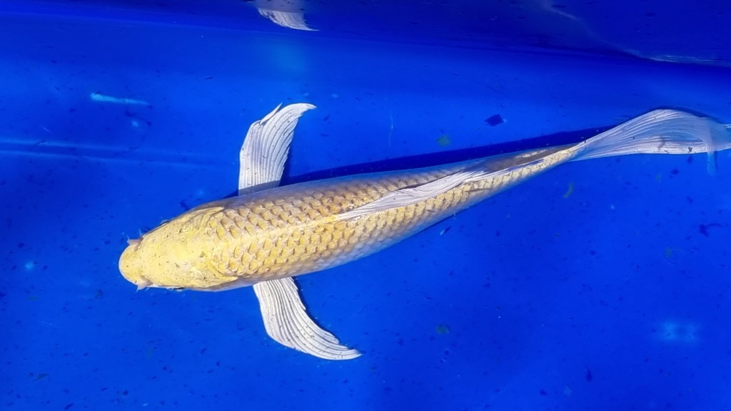 Shop - EcoSystem Koi Online