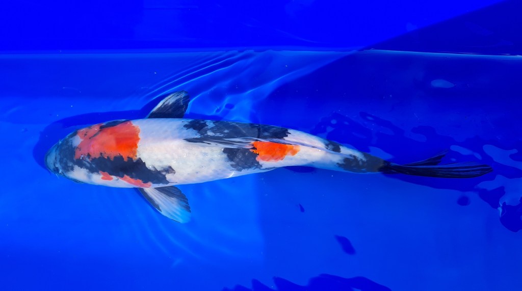 Shop - EcoSystem Koi Online