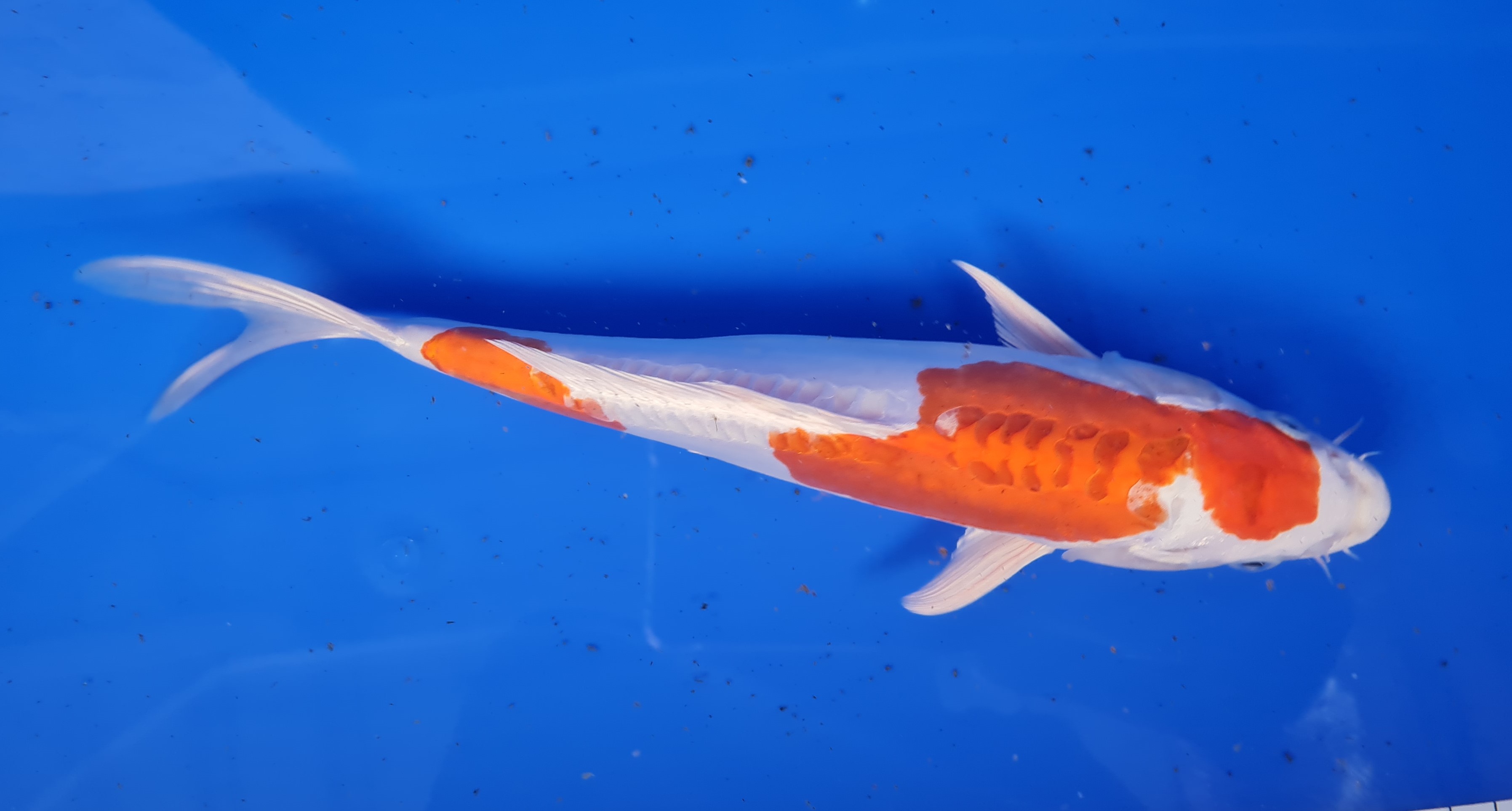 All Koi - EcoSystem Koi Online