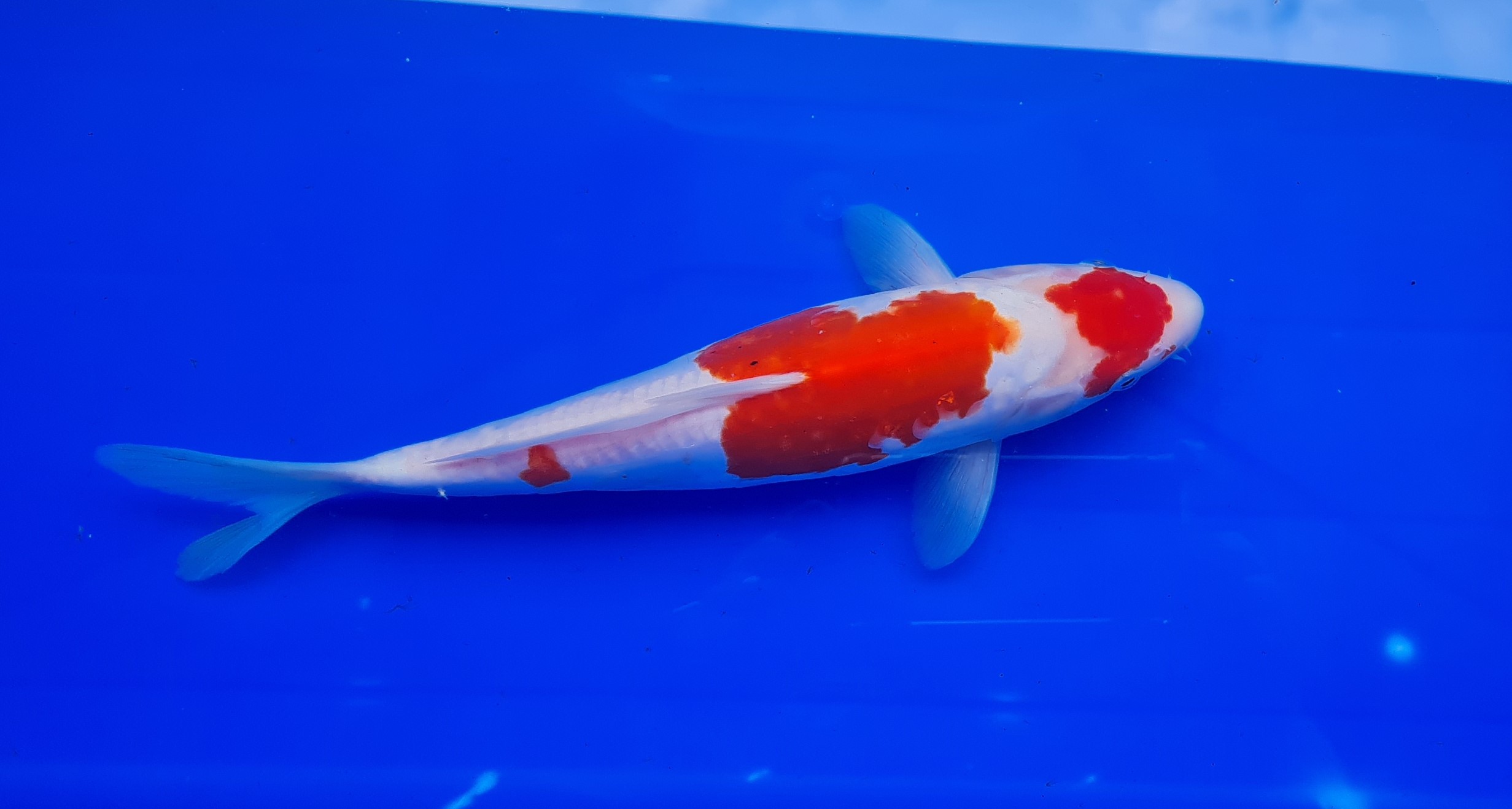 All Koi - EcoSystem Koi Online