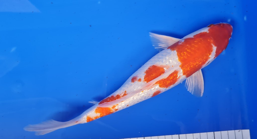 All Koi - EcoSystem Koi Online