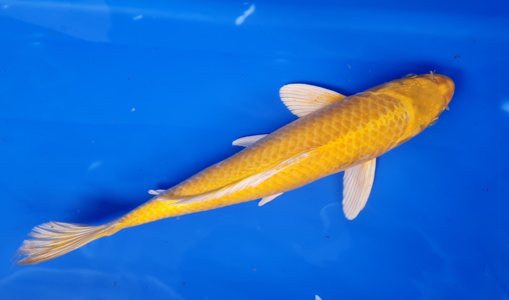 12 Yamabuki Ogon - EcoSystem Koi