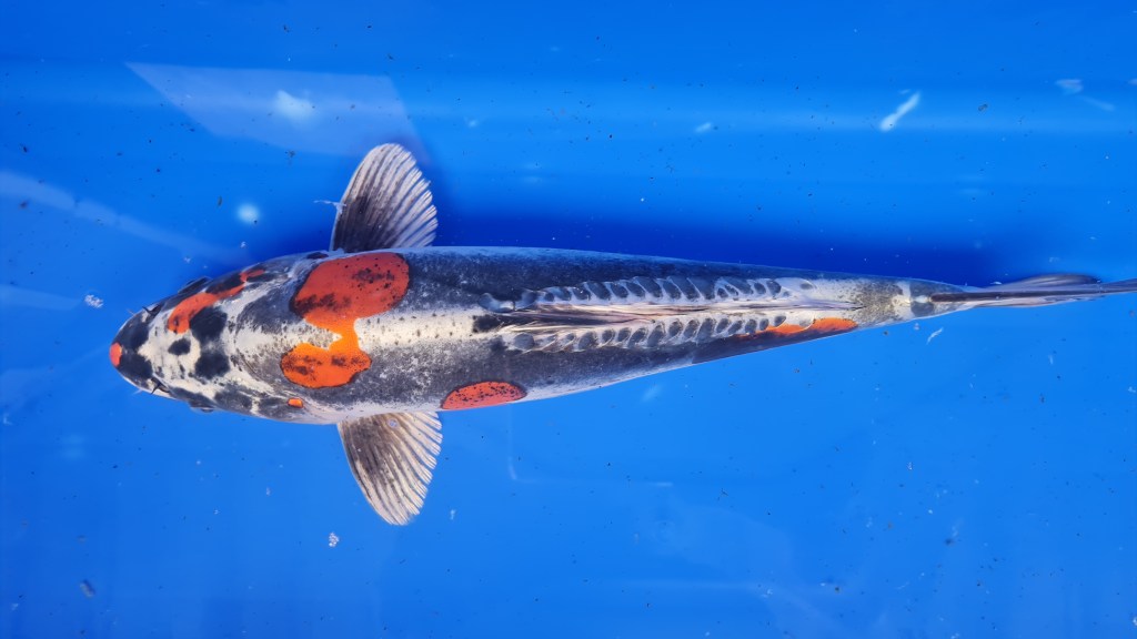 We Really value your custom, so to say thank you we have launched a ...