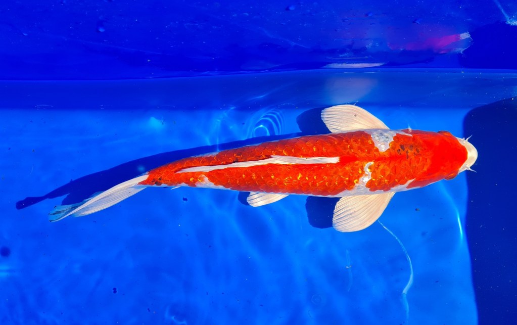 Shop - EcoSystem Koi Online