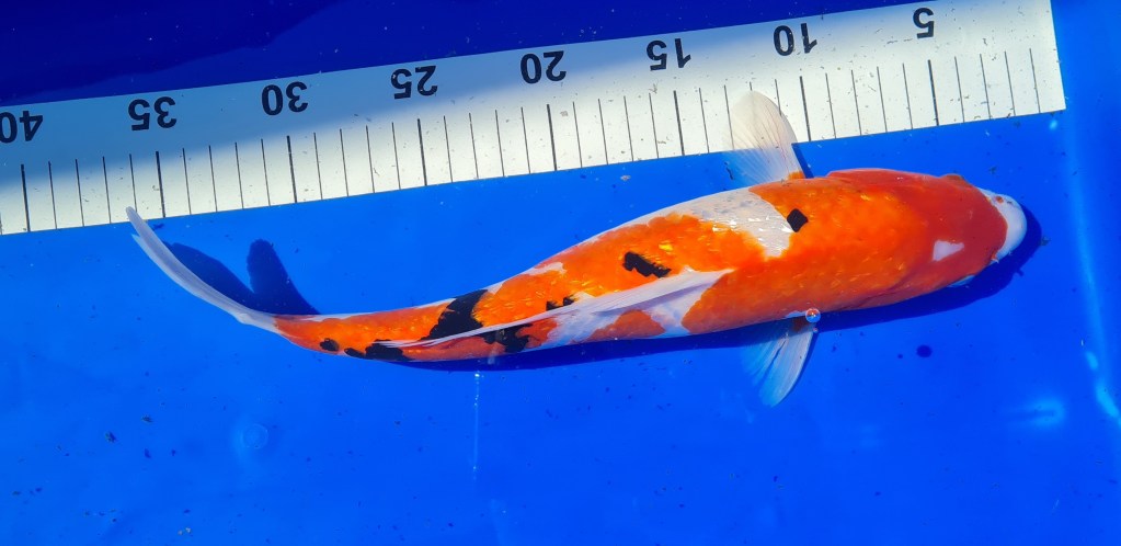 Shop - EcoSystem Koi Online