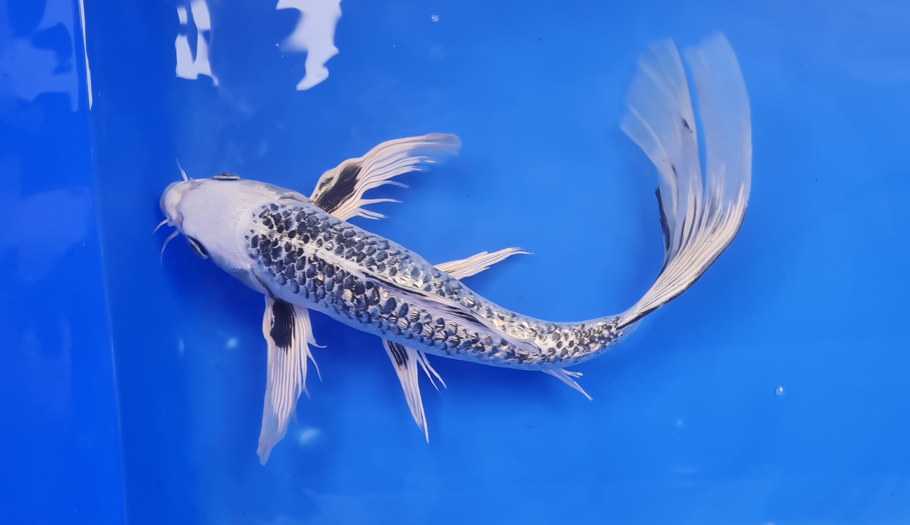 12 Matsuba Butterfly - EcoSystem Koi