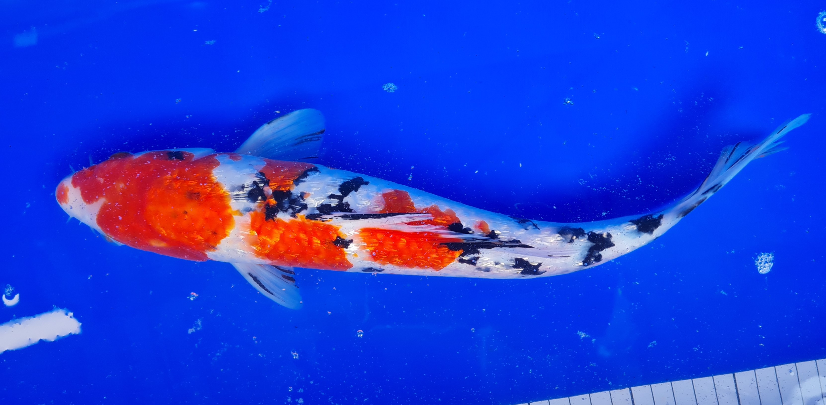 All Koi - EcoSystem Koi Online