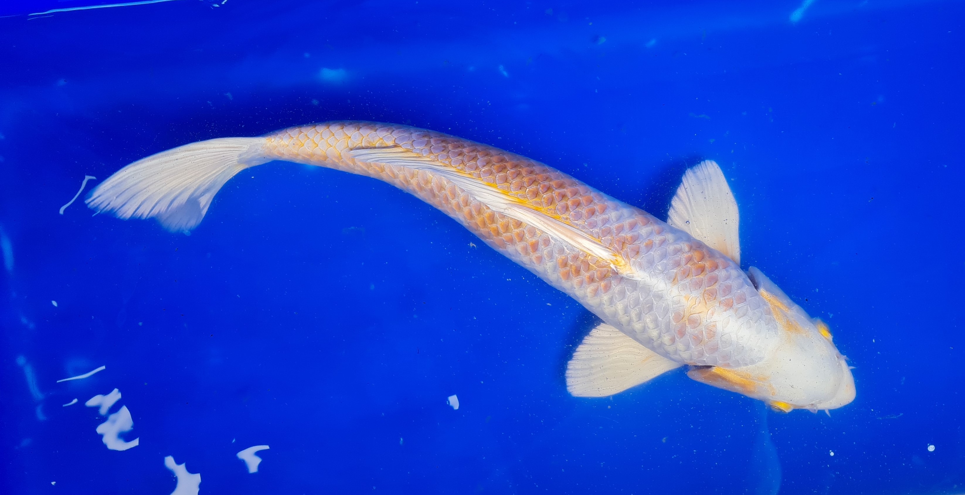 14 Hariwake – EcoSystem Koi Online