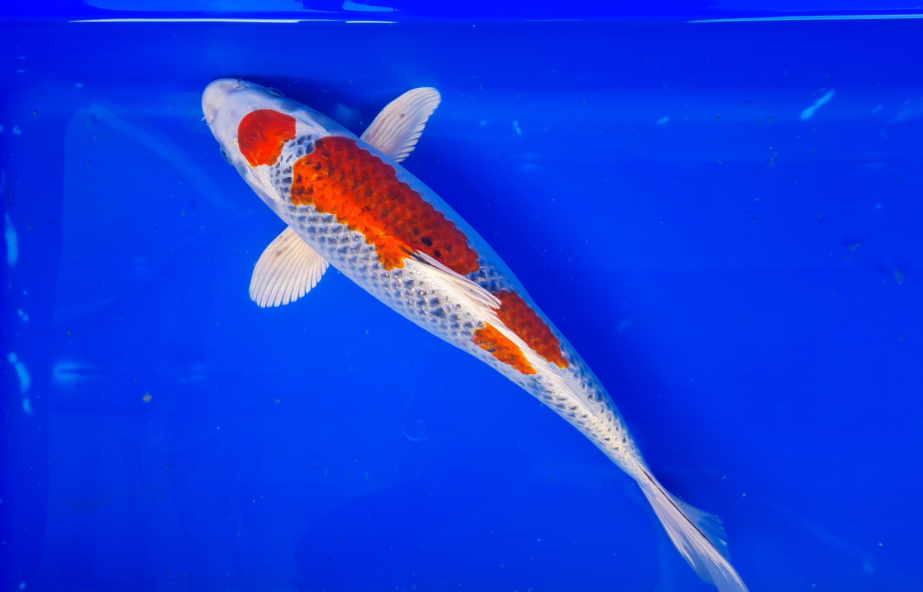 We Really value your custom, so to say thank you we have launched a ...