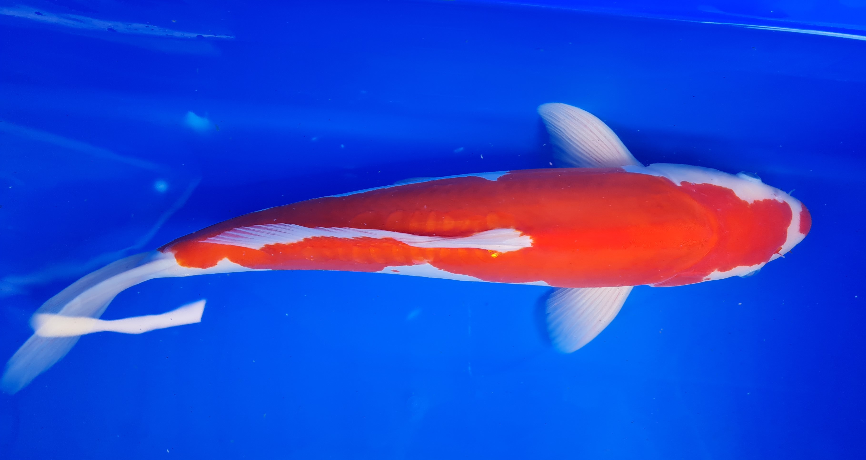 Premium Collection - EcoSystem Koi Online