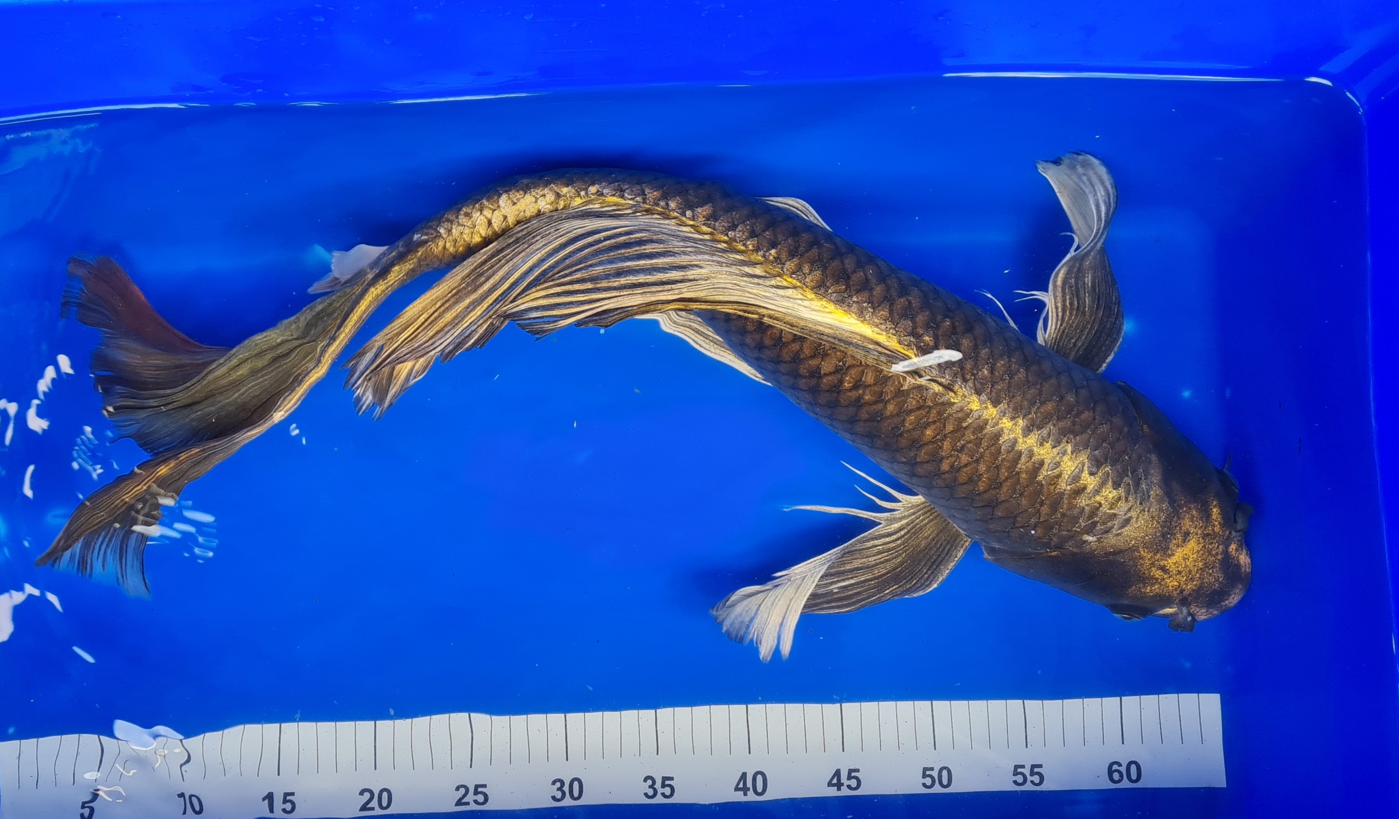 Premium Collection - EcoSystem Koi Online