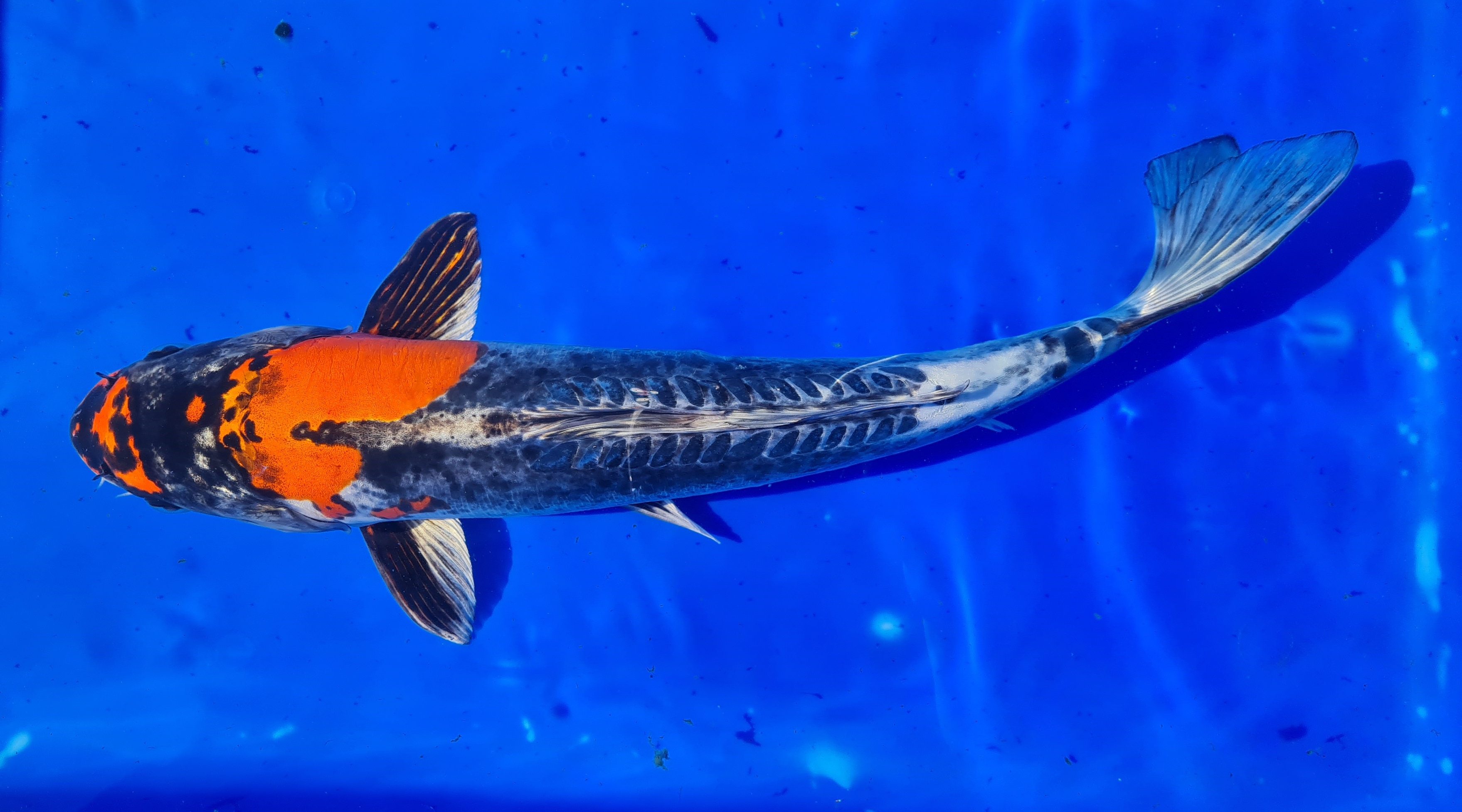 Premium Collection – EcoSystem Koi Online