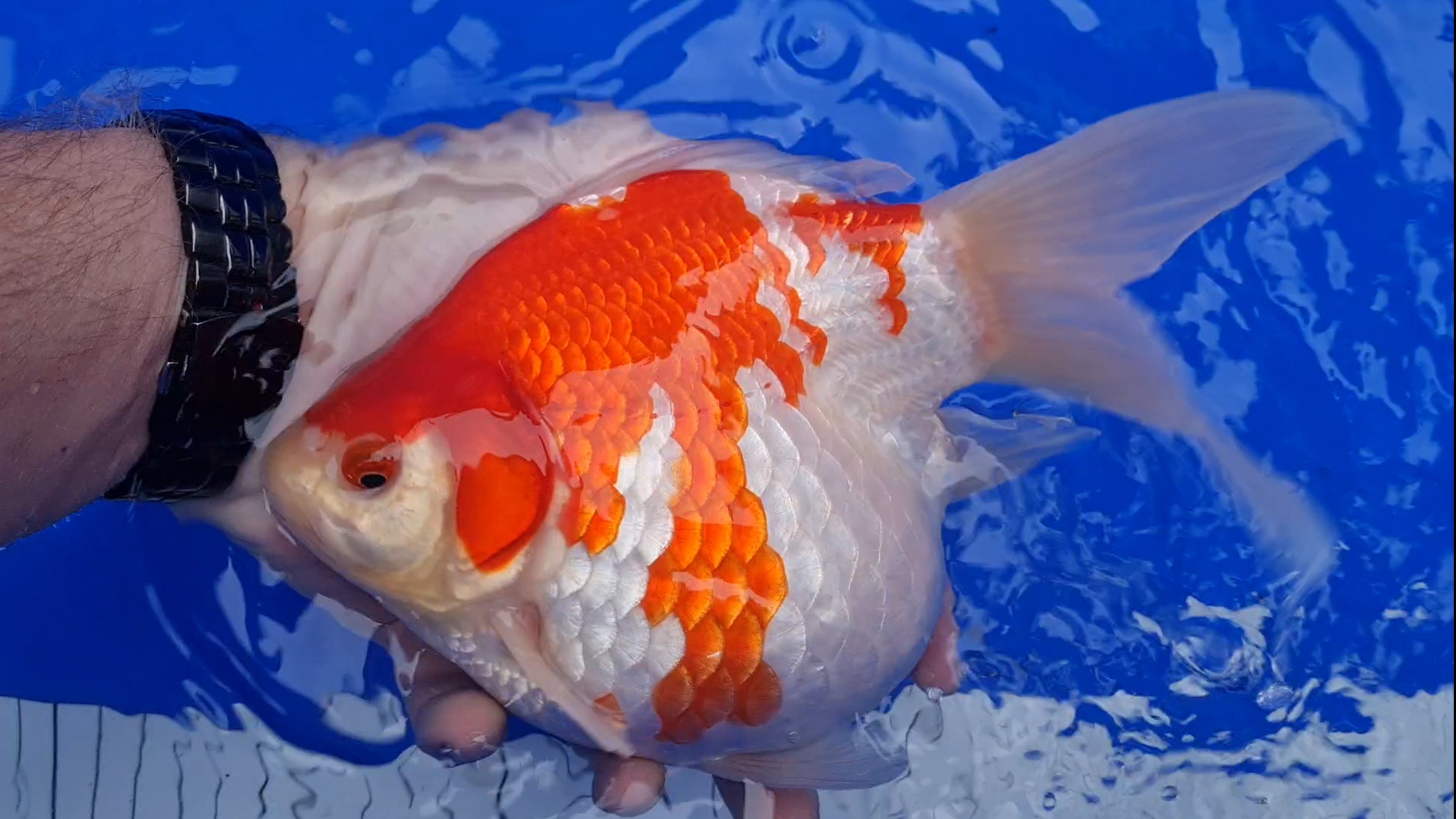 22 Tamasaba - EcoSystem Koi