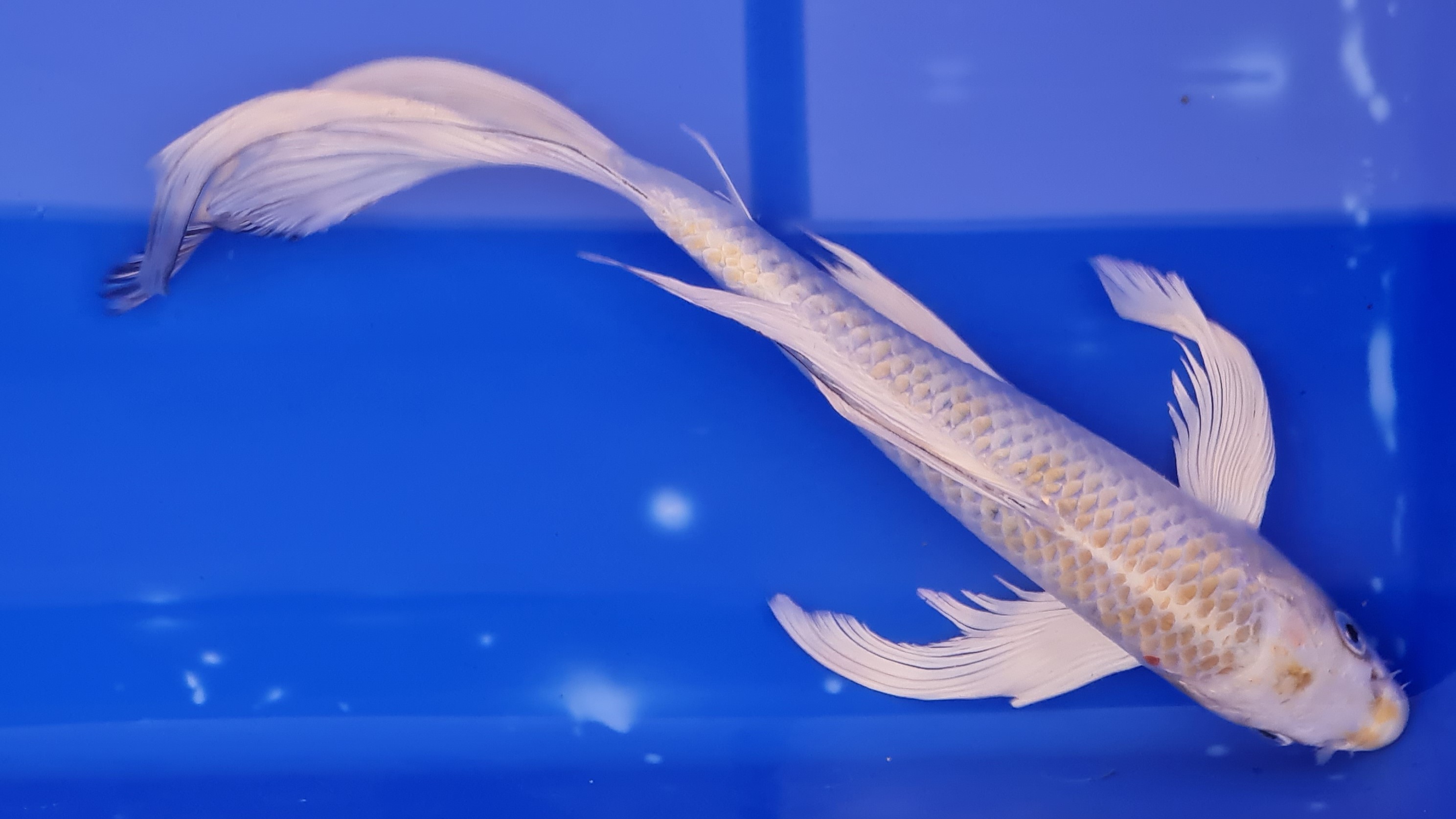 Butterfly Koi – EcoSystem Koi Online