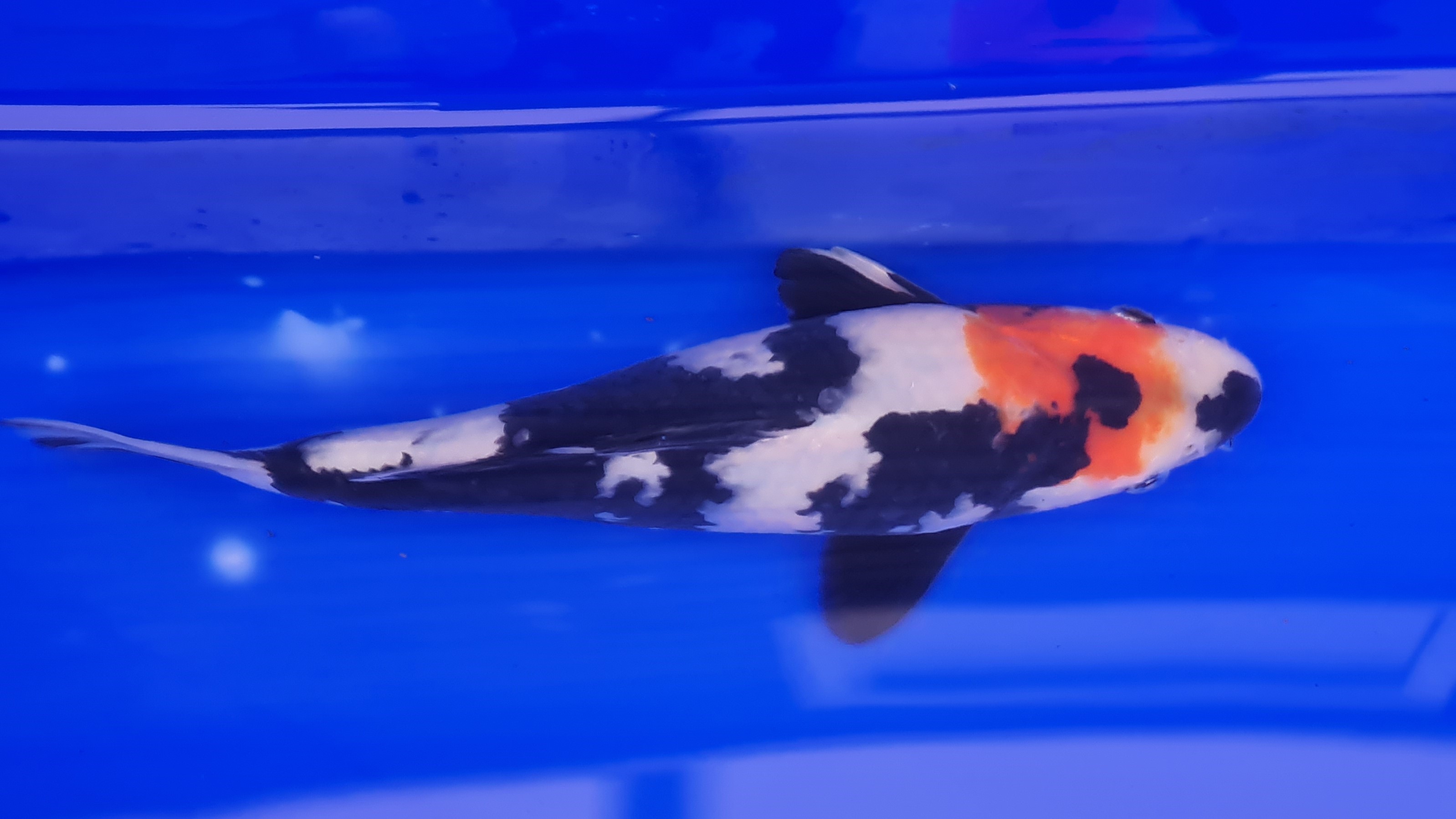 All Koi – EcoSystem Koi Online