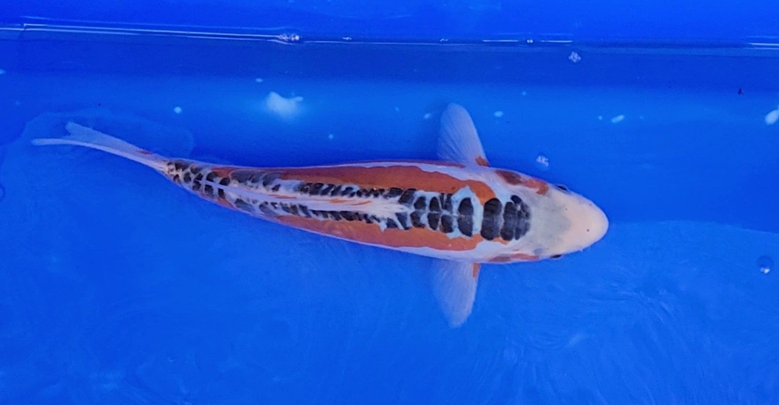 Shop – EcoSystem Koi Online