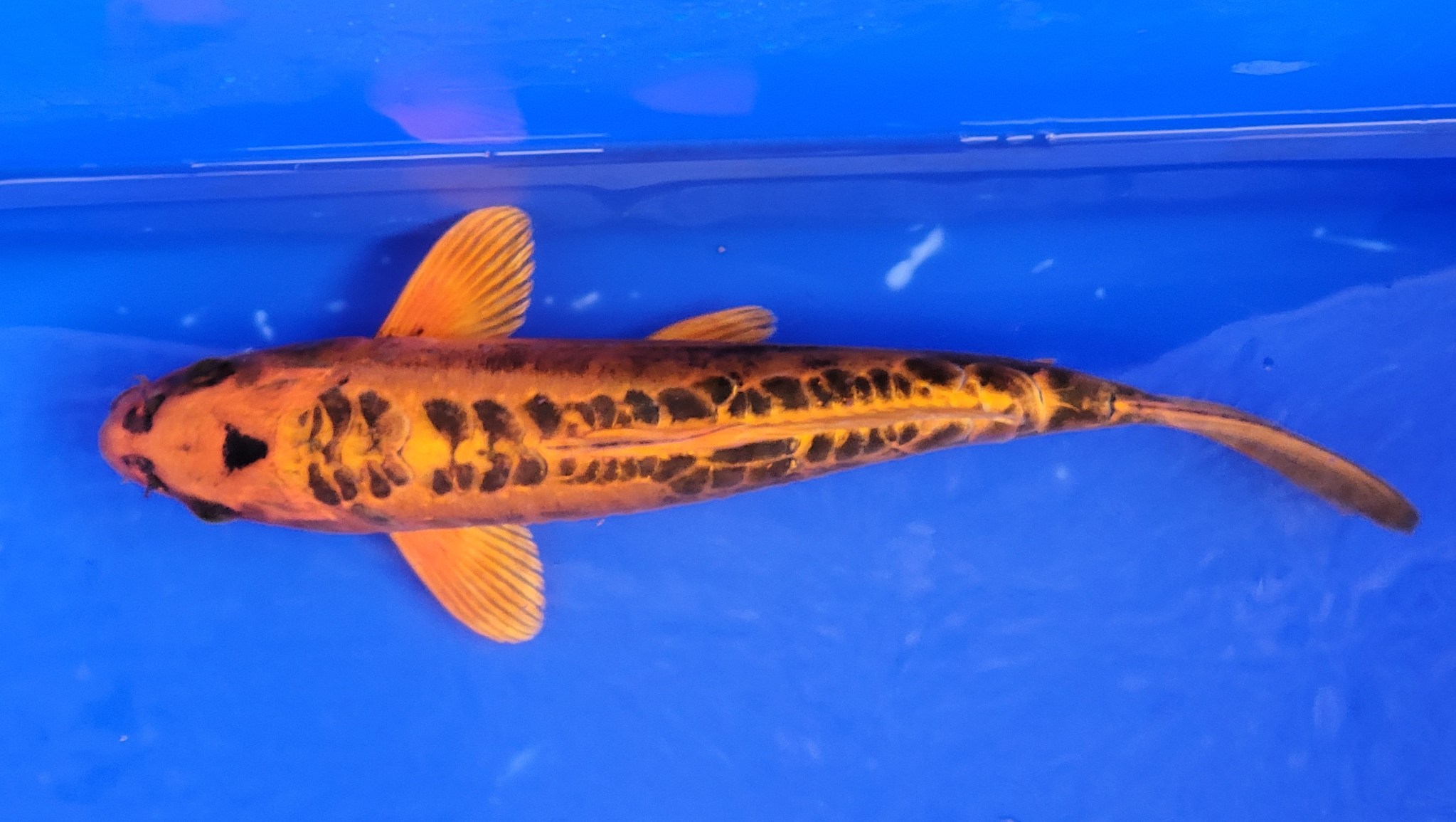 Shop – EcoSystem Koi Online