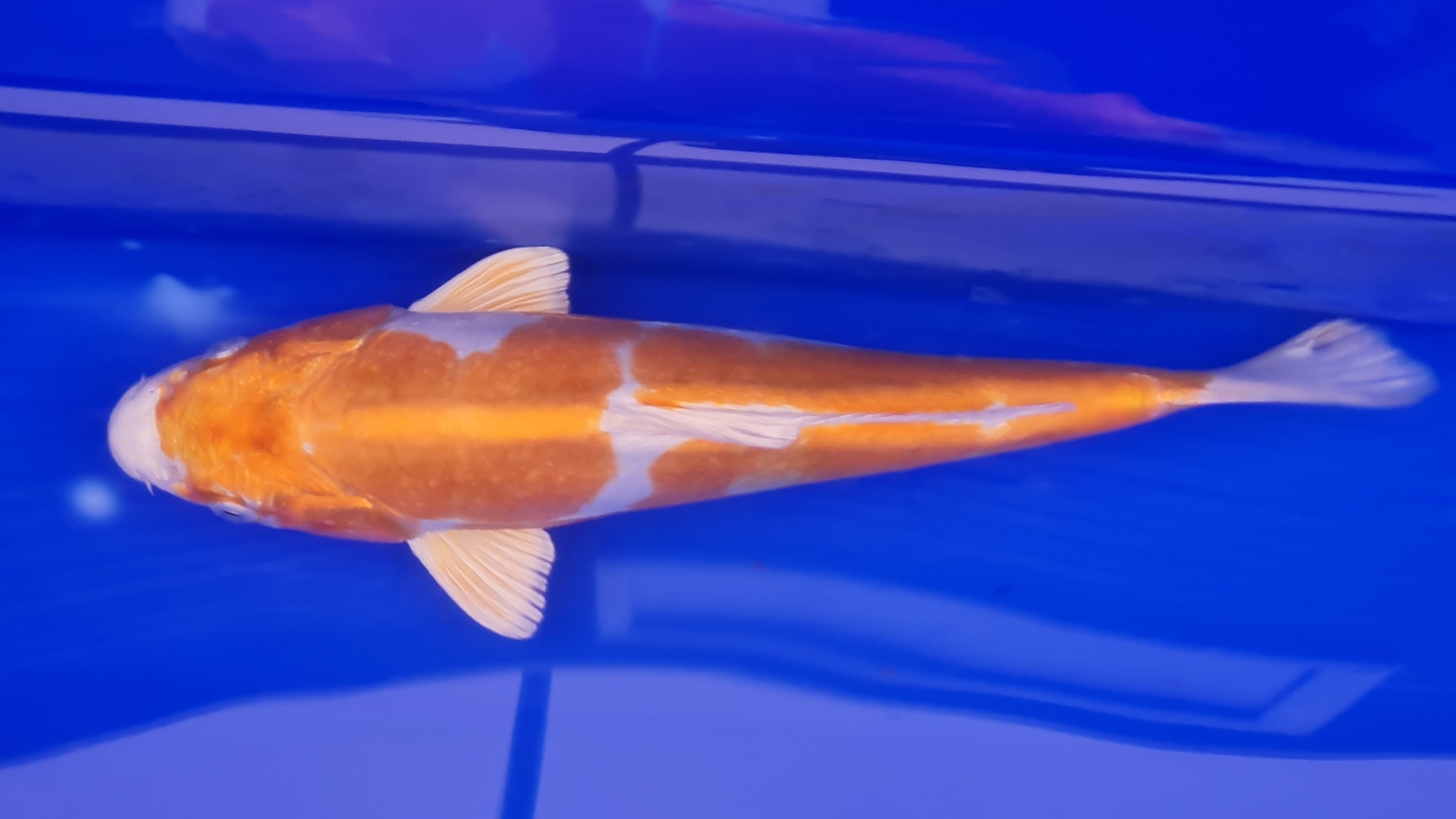 12 Doitsu Hariwake - EcoSystem Koi