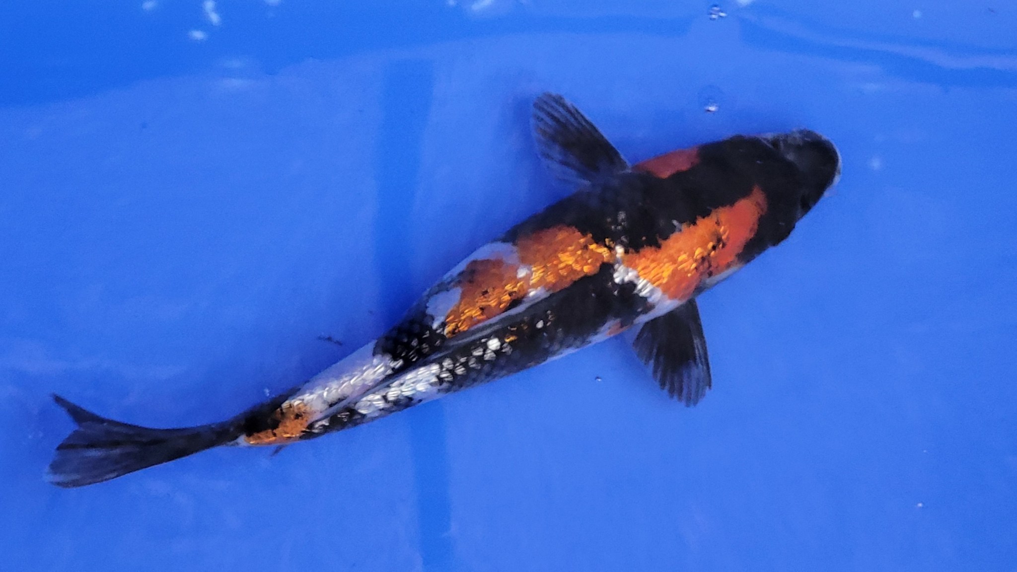 Shop – EcoSystem Koi Online