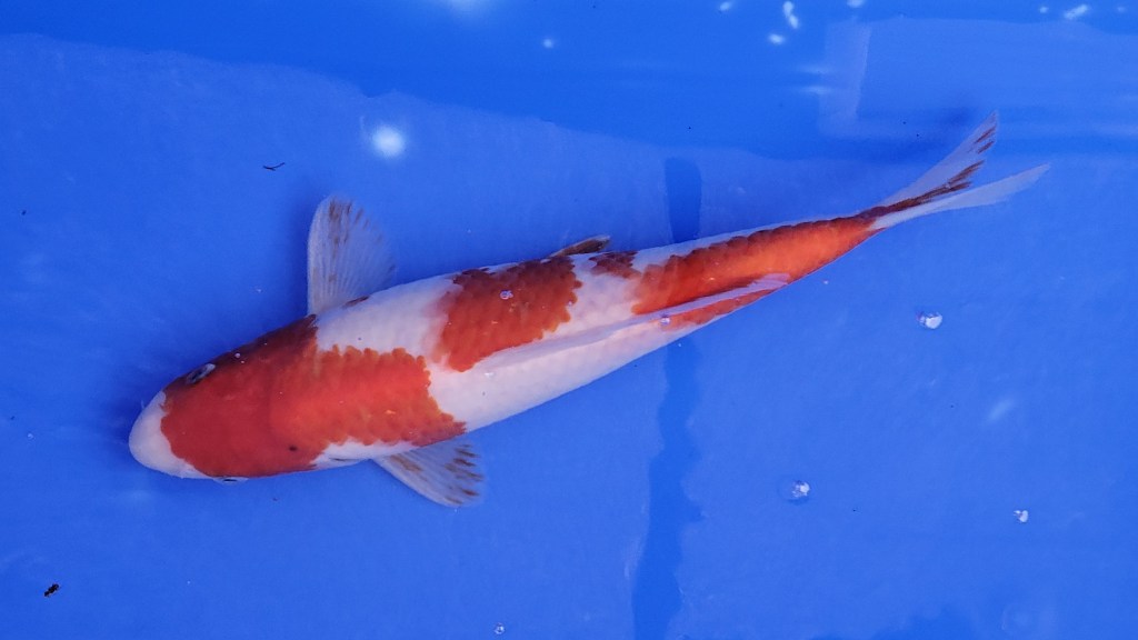 Shop – EcoSystem Koi Online