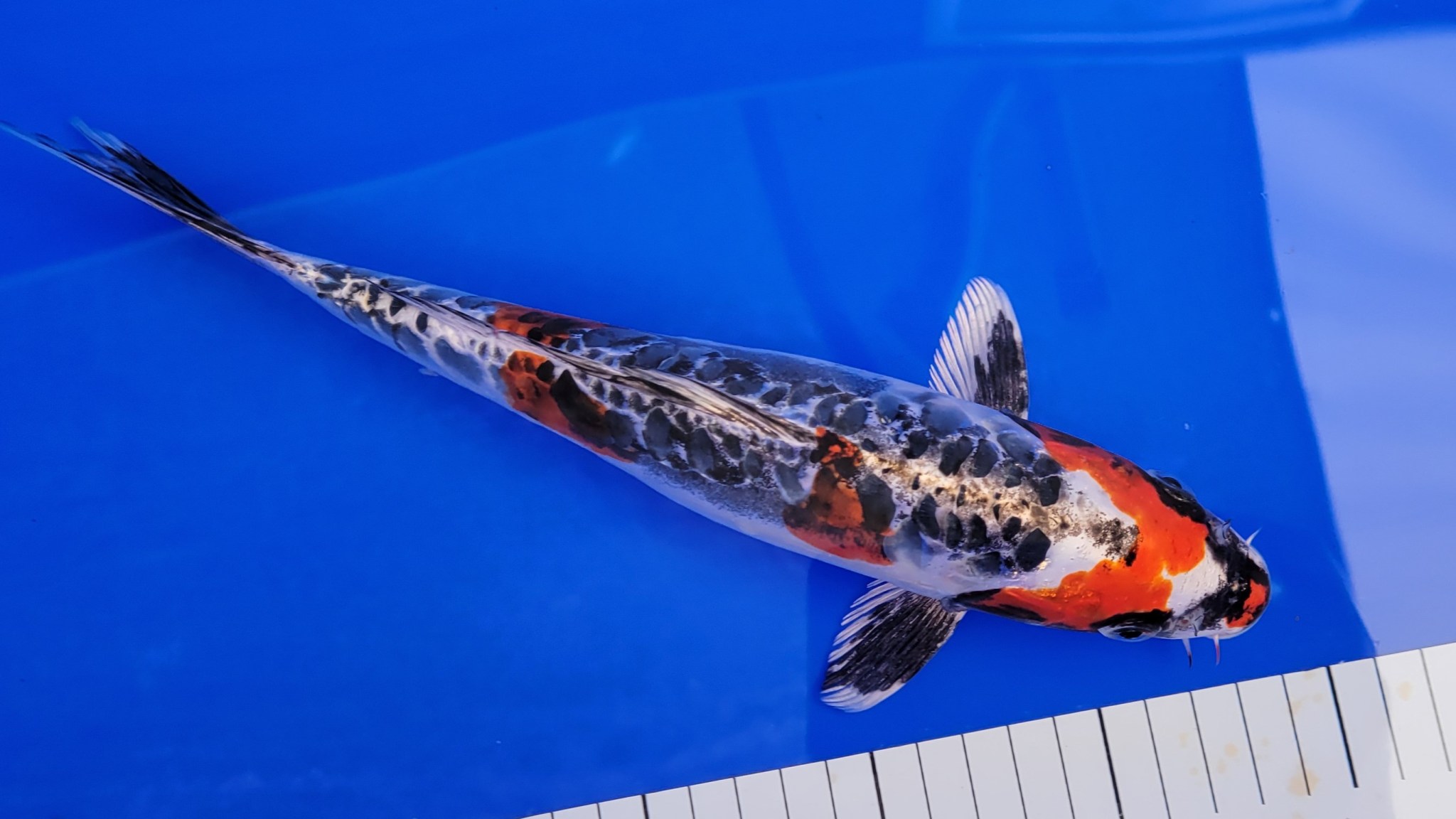 Shop – EcoSystem Koi Online