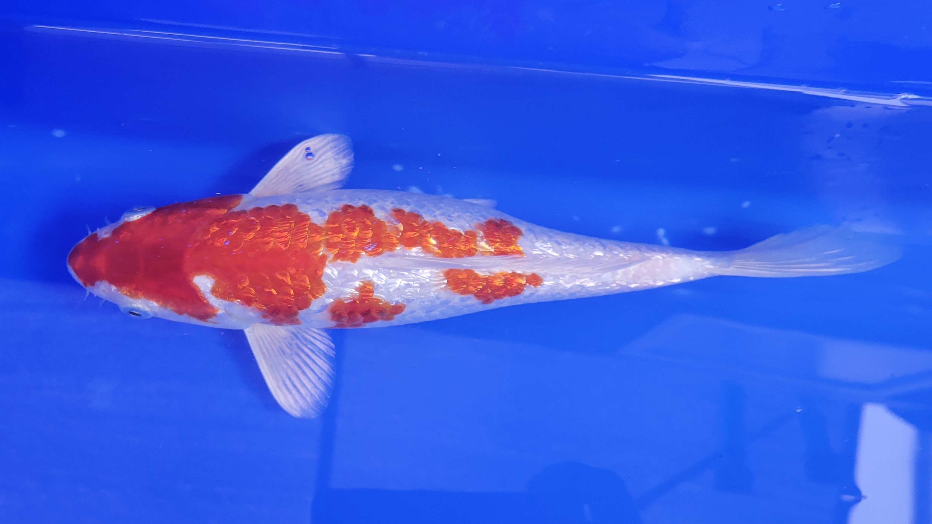 All Koi – EcoSystem Koi Online