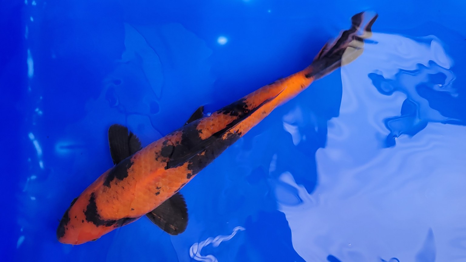 Shop – EcoSystem Koi Online