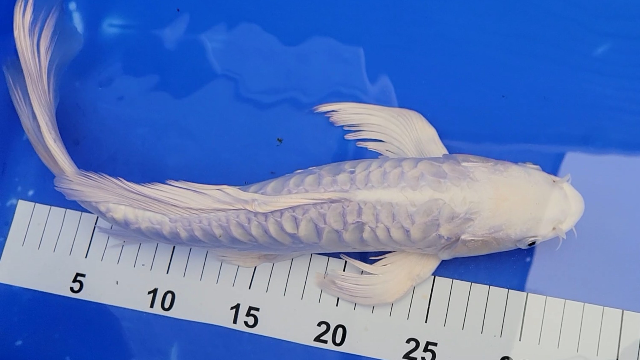 Butterfly Koi – EcoSystem Koi Online