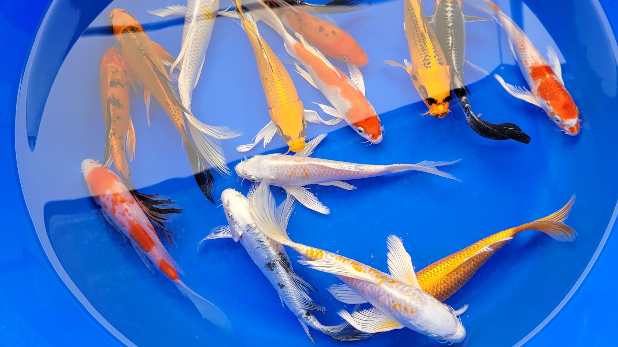 Butterfly Koi – EcoSystem Koi Online