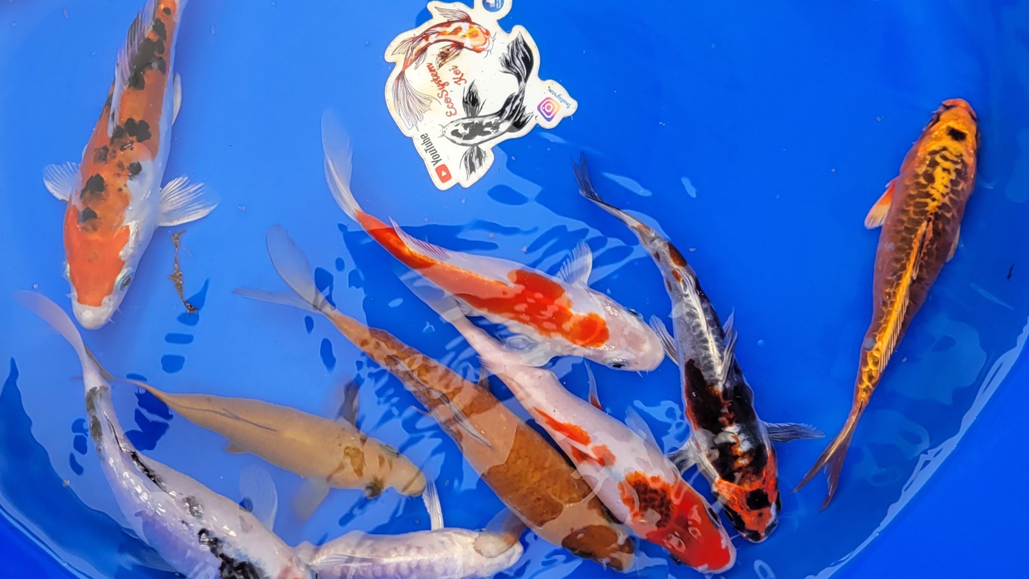 Shop – EcoSystem Koi Online