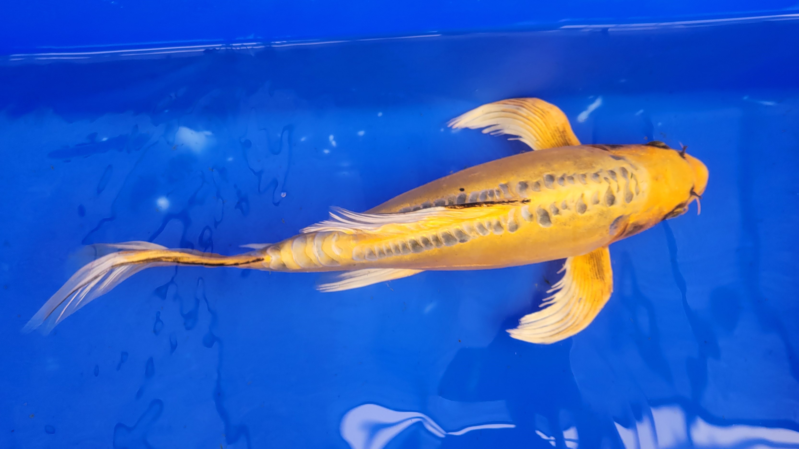Butterfly Koi – EcoSystem Koi Online