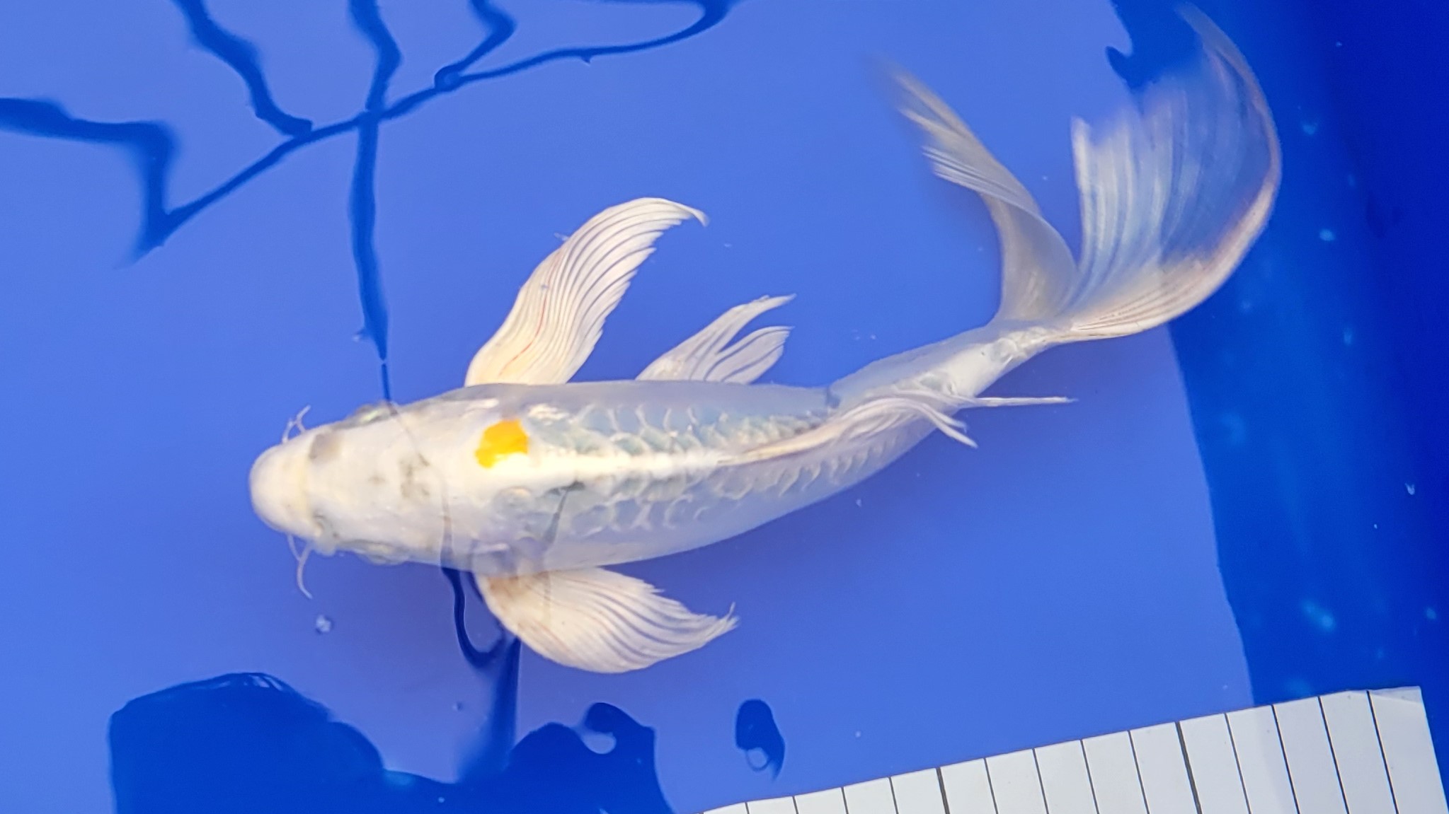 Butterfly Koi – EcoSystem Koi Online