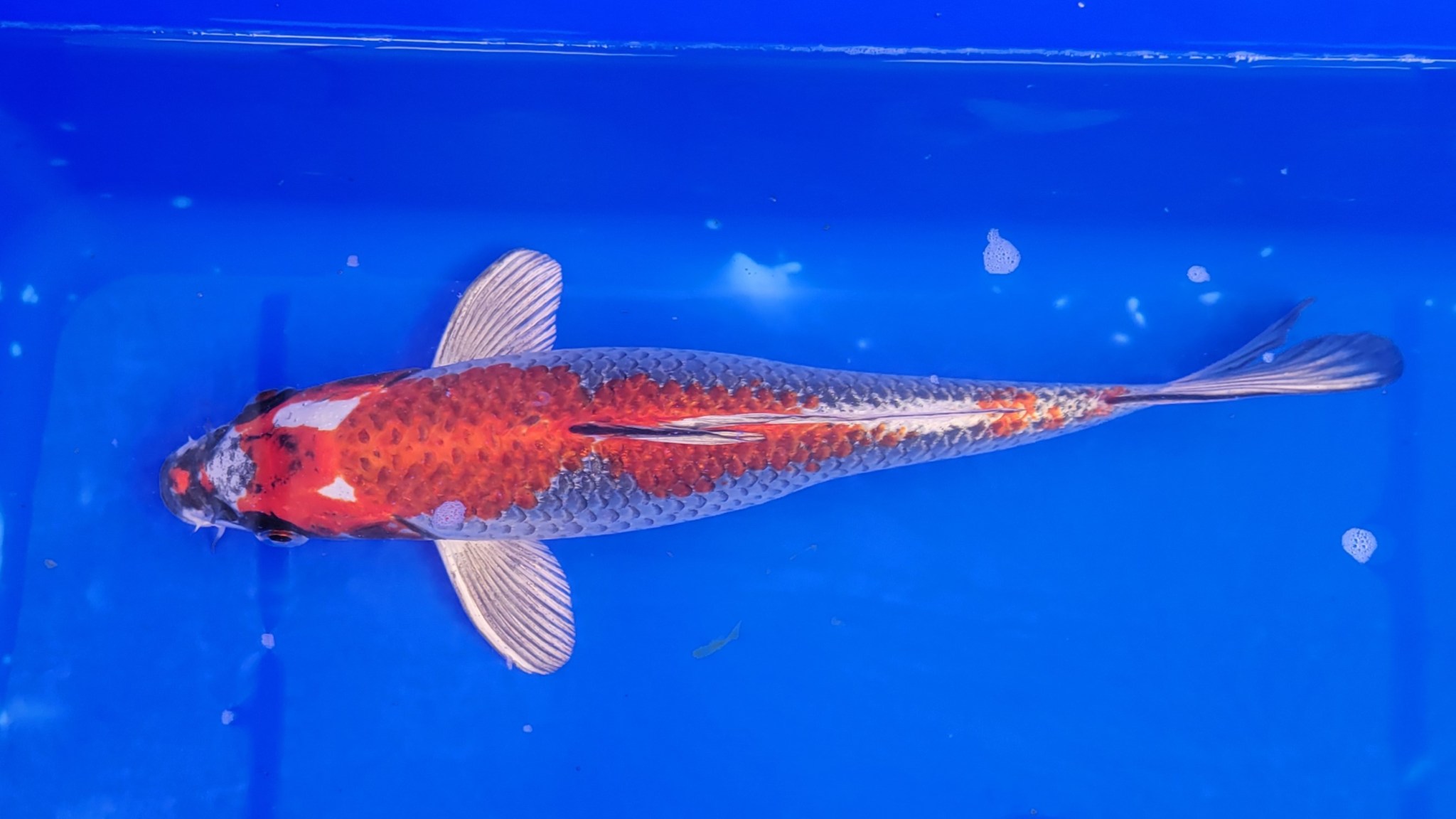 Shop – EcoSystem Koi Online