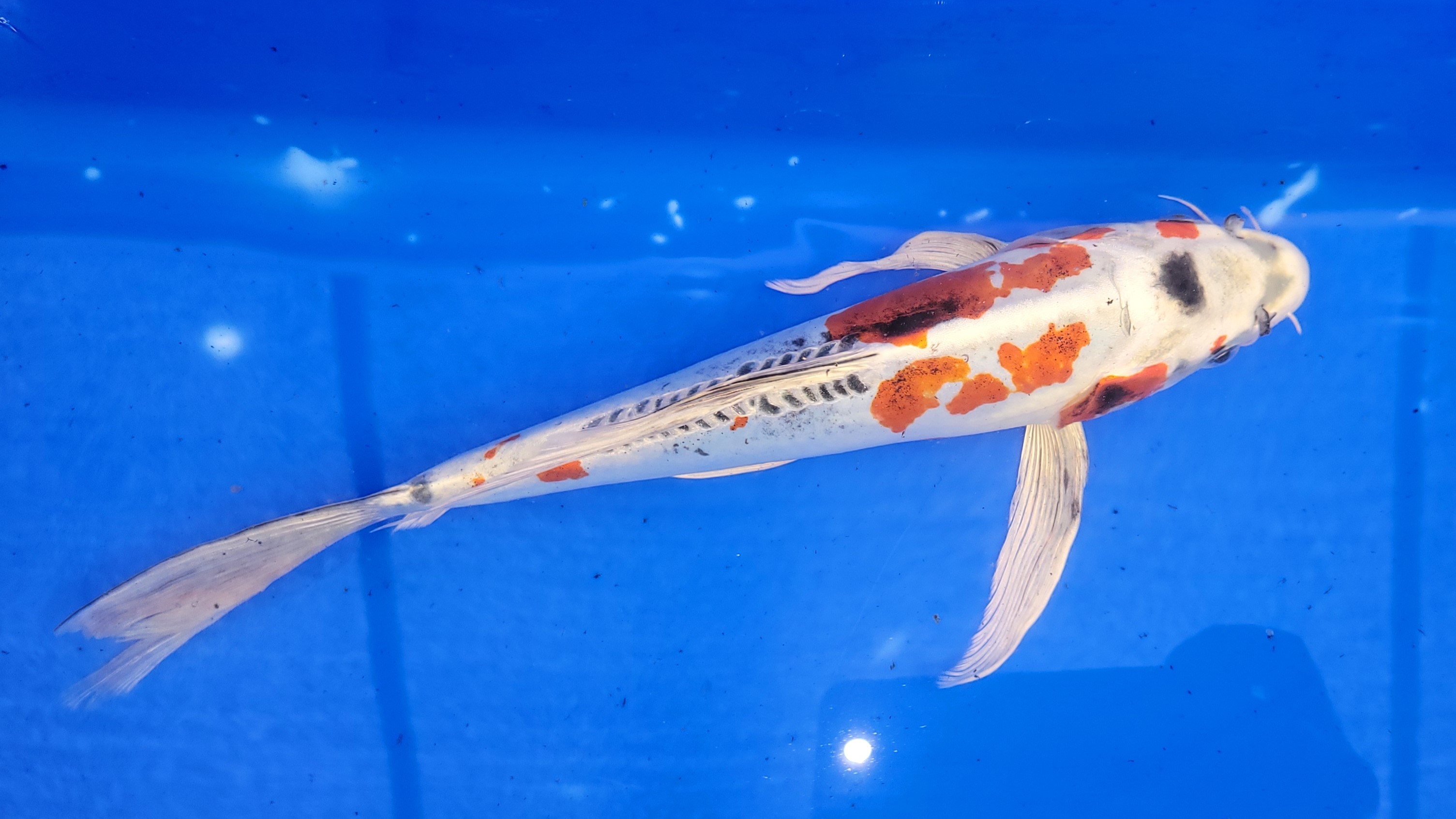 Butterfly Koi – EcoSystem Koi Online