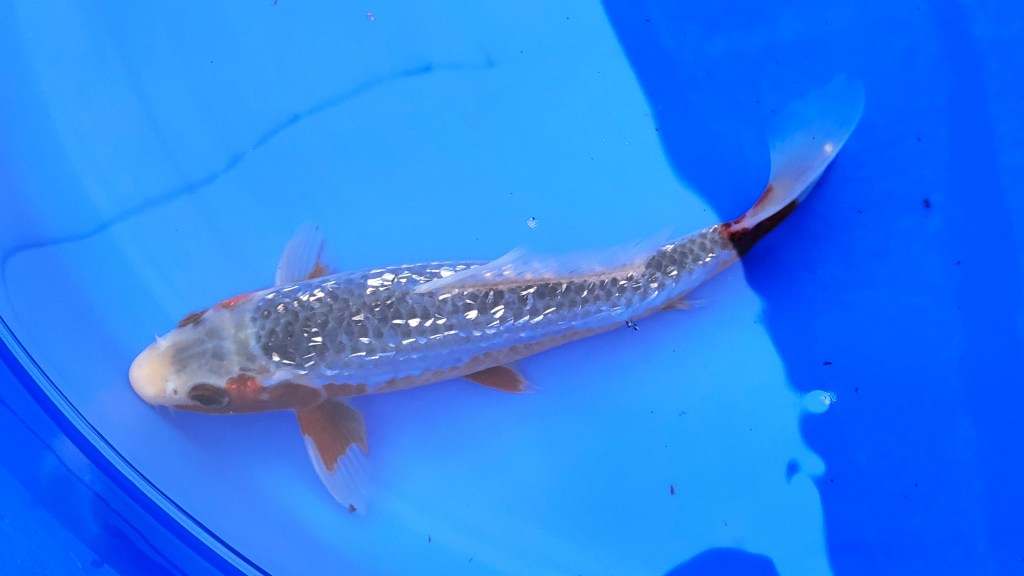 Shop – EcoSystem Koi Online