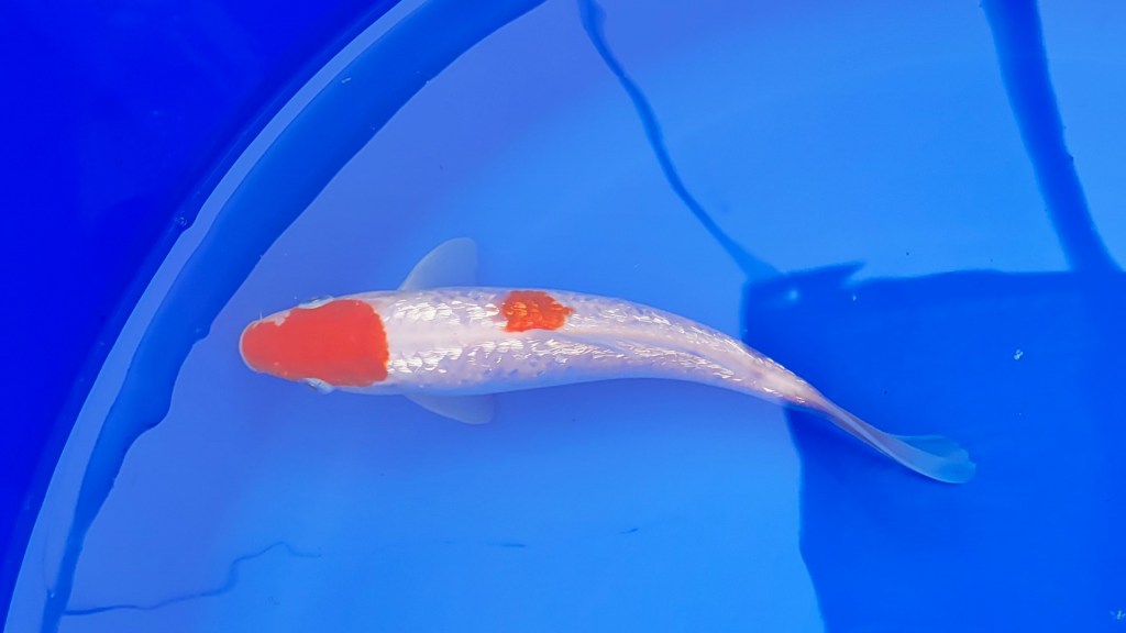 Shop – EcoSystem Koi Online