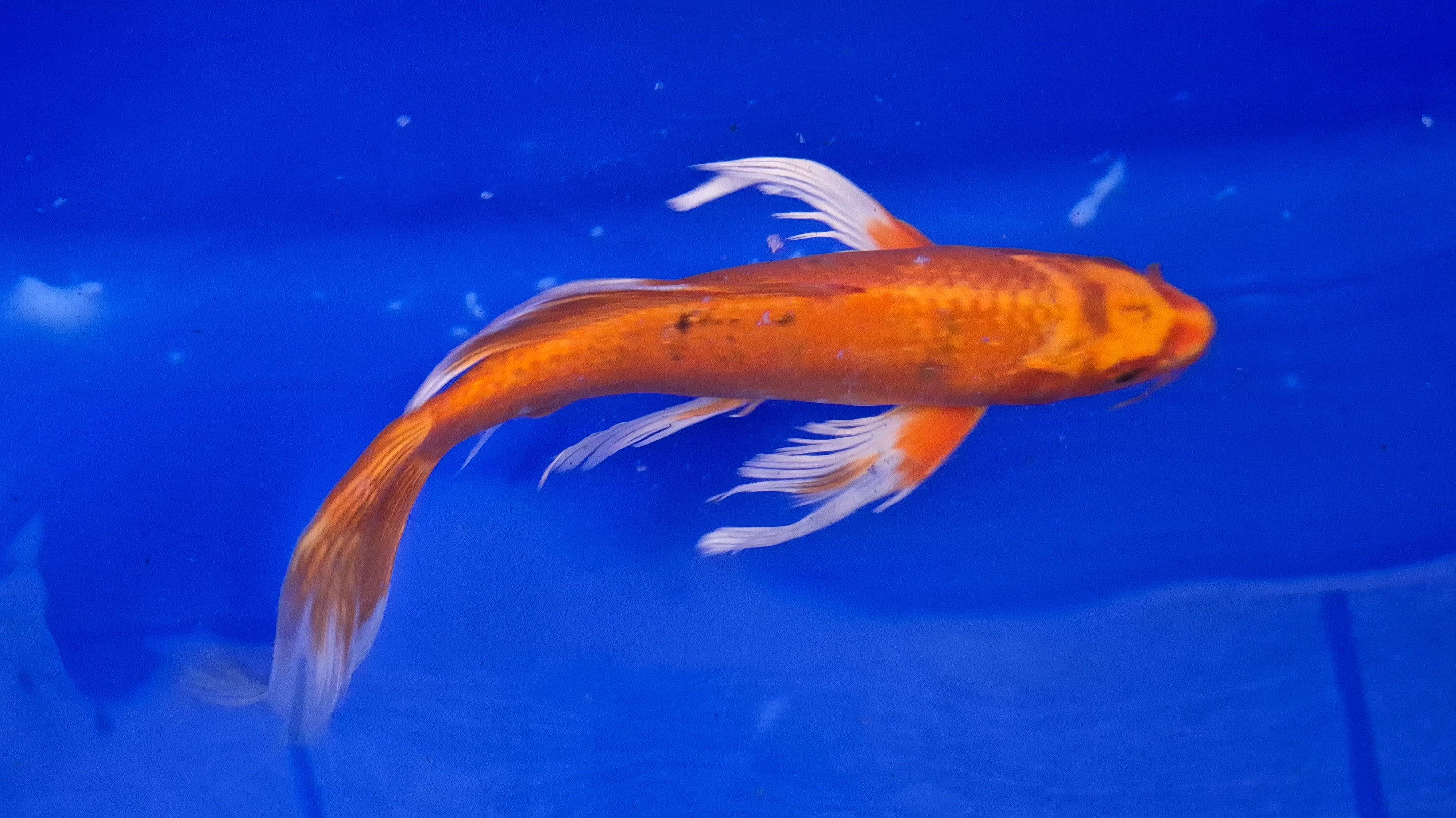 Shop – EcoSystem Koi Online