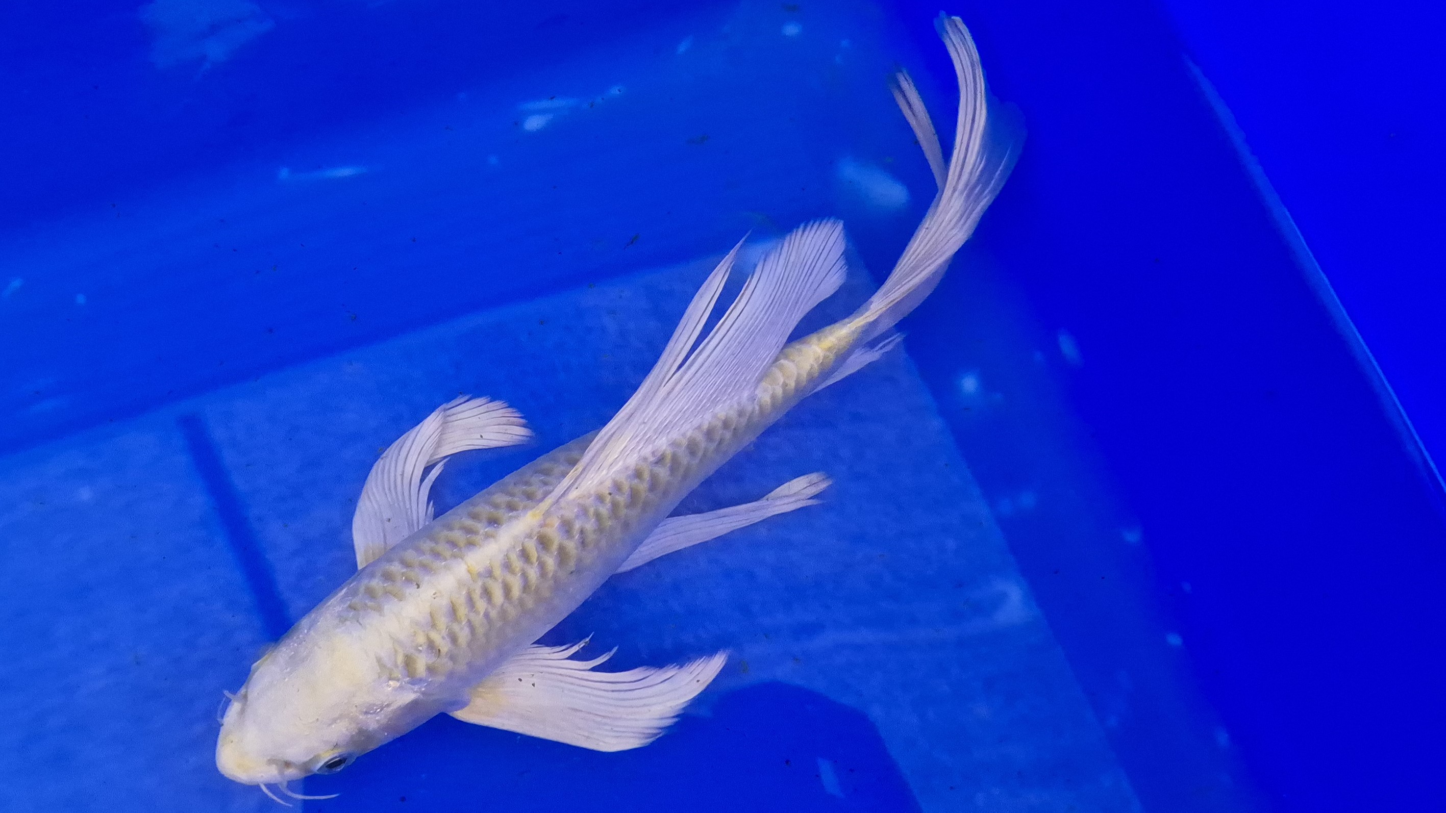 Shop – EcoSystem Koi Online