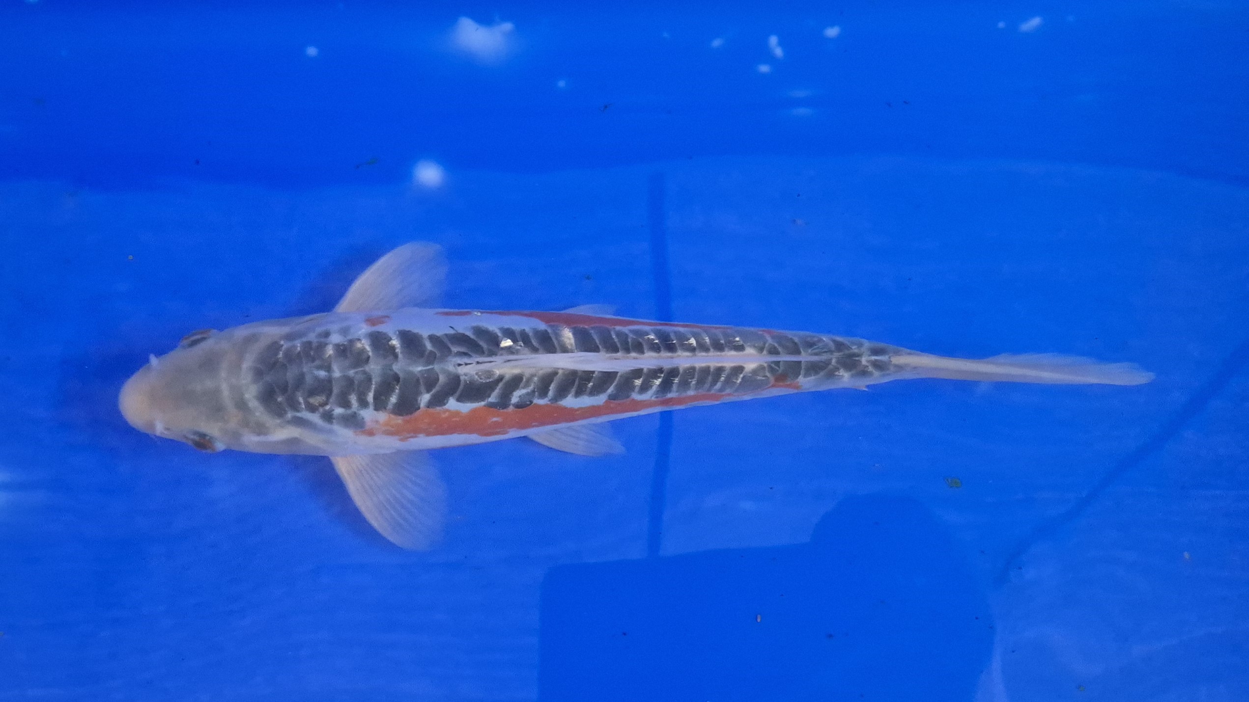 Shop – EcoSystem Koi Online