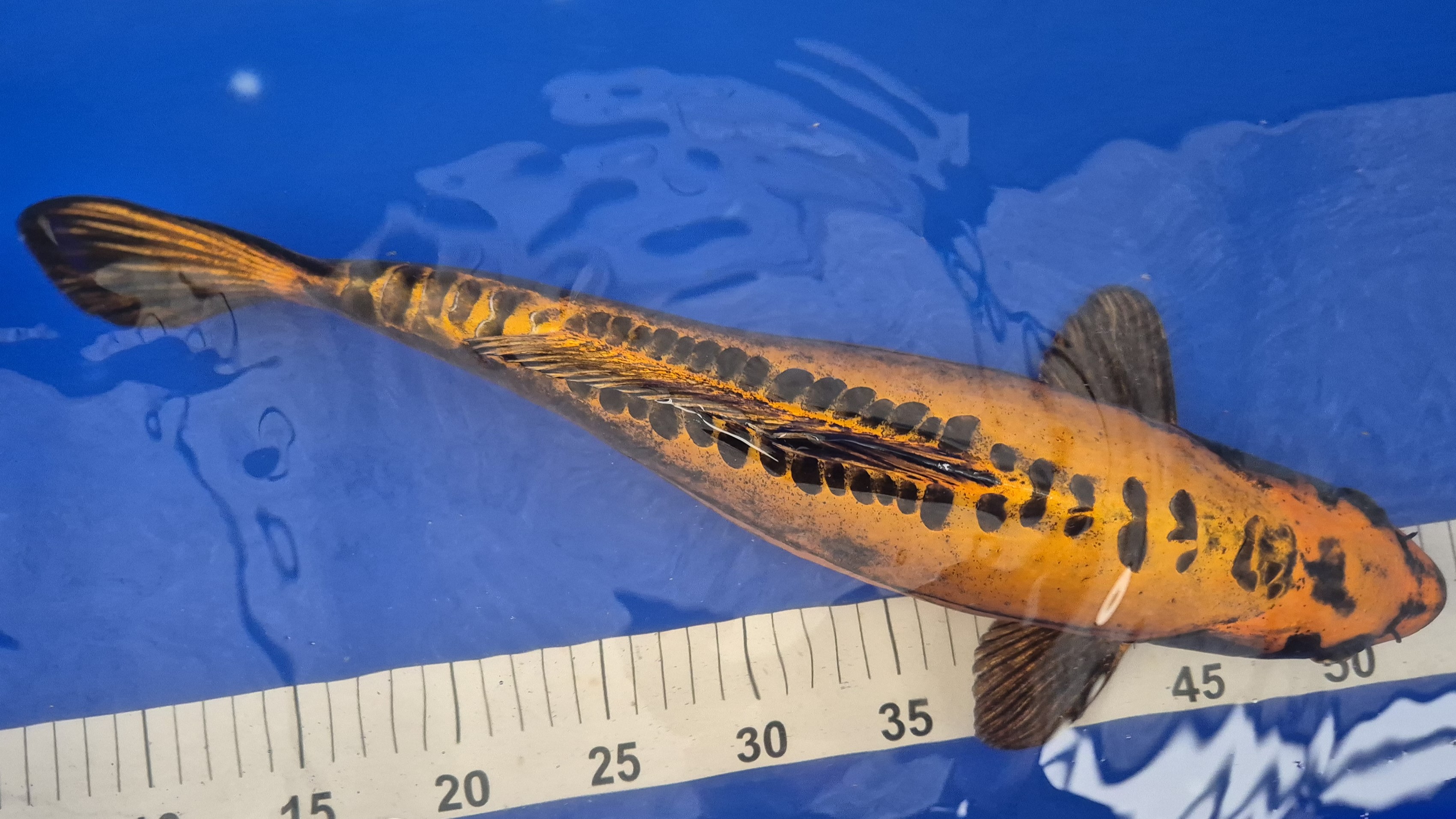 Shop – EcoSystem Koi Online