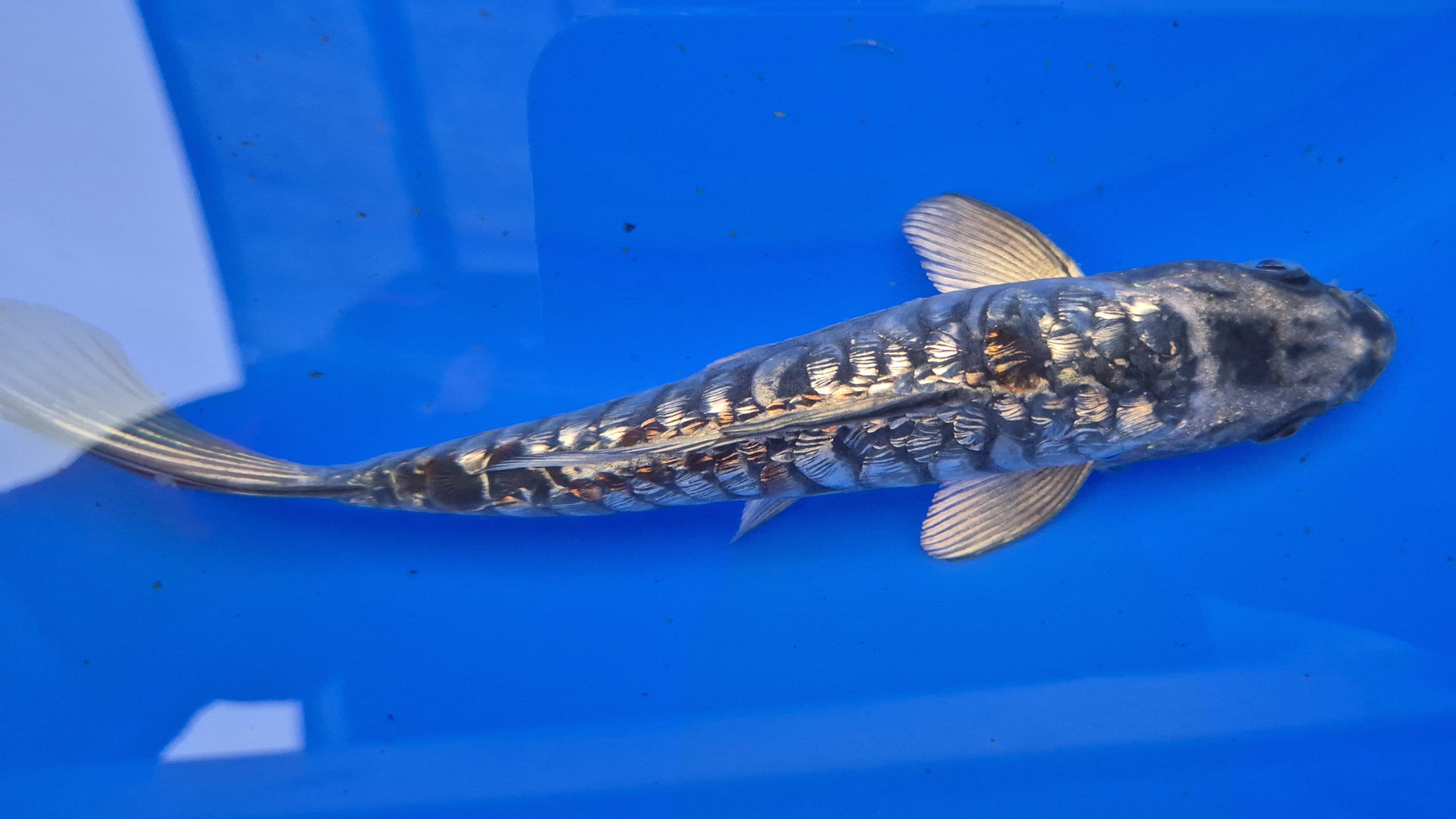 Shop – EcoSystem Koi Online